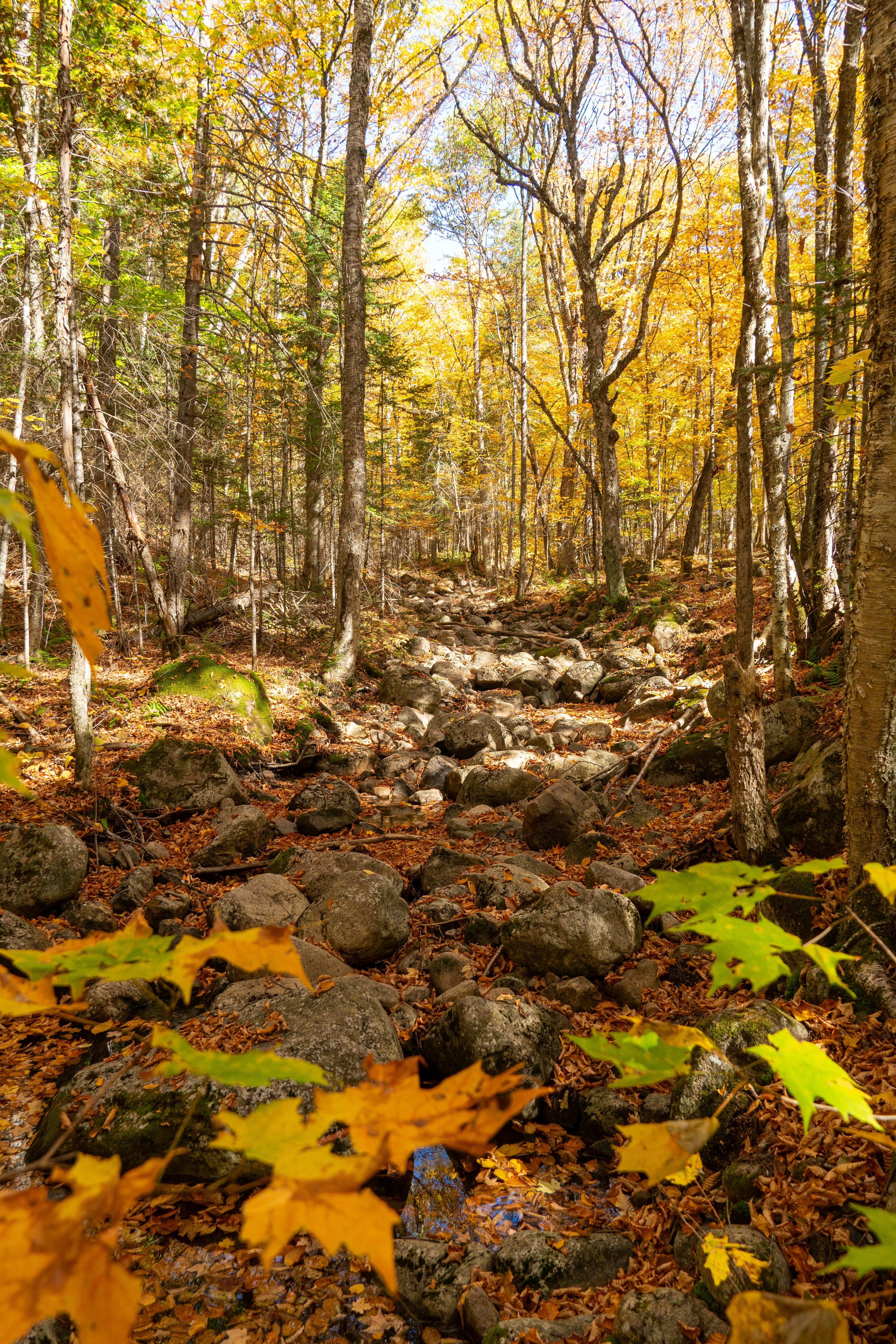 Autumn Steps: A Quiet Rock-Strewn Trail Through Sunlit Maple Canopy