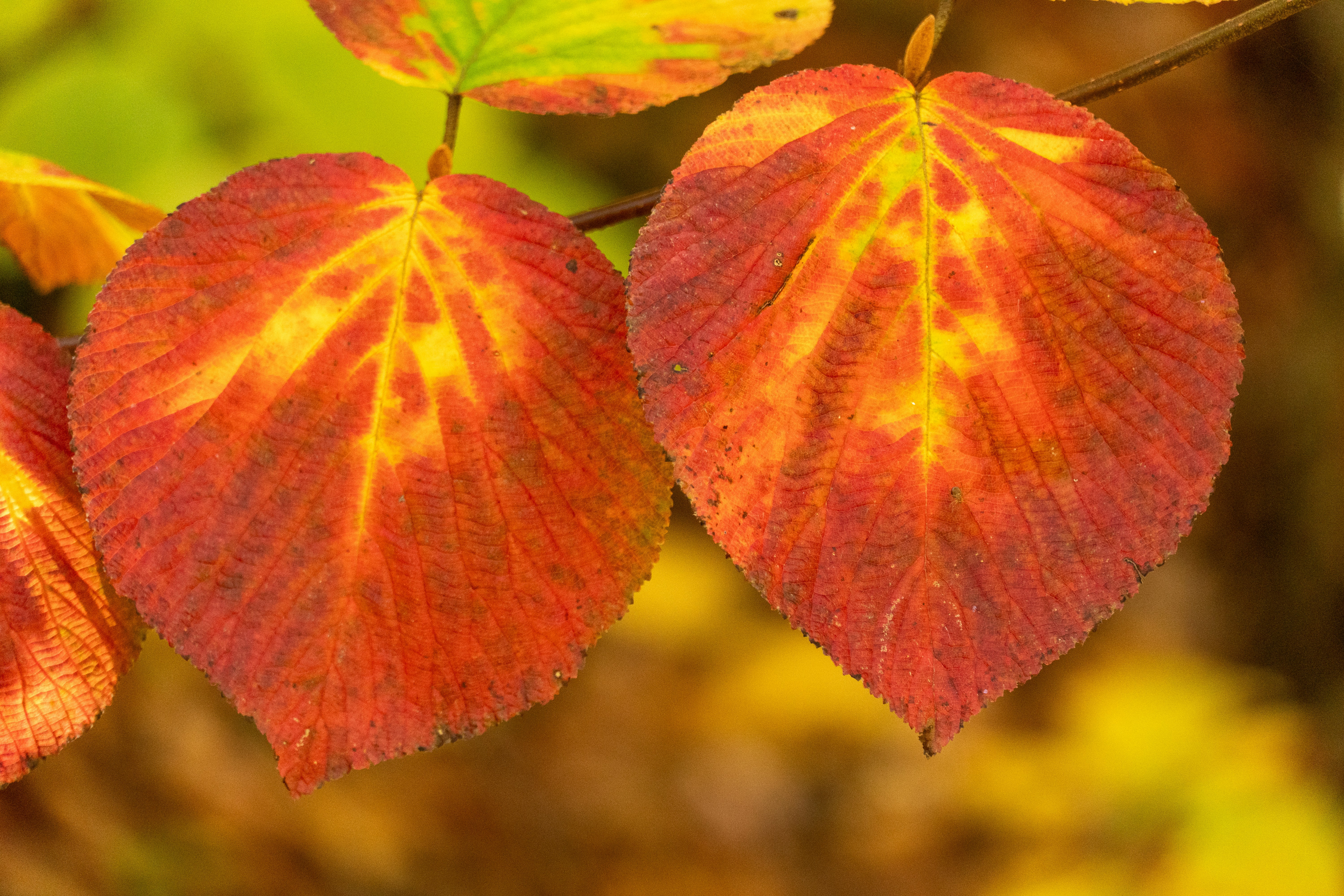 Autumn's Fiery Embrace