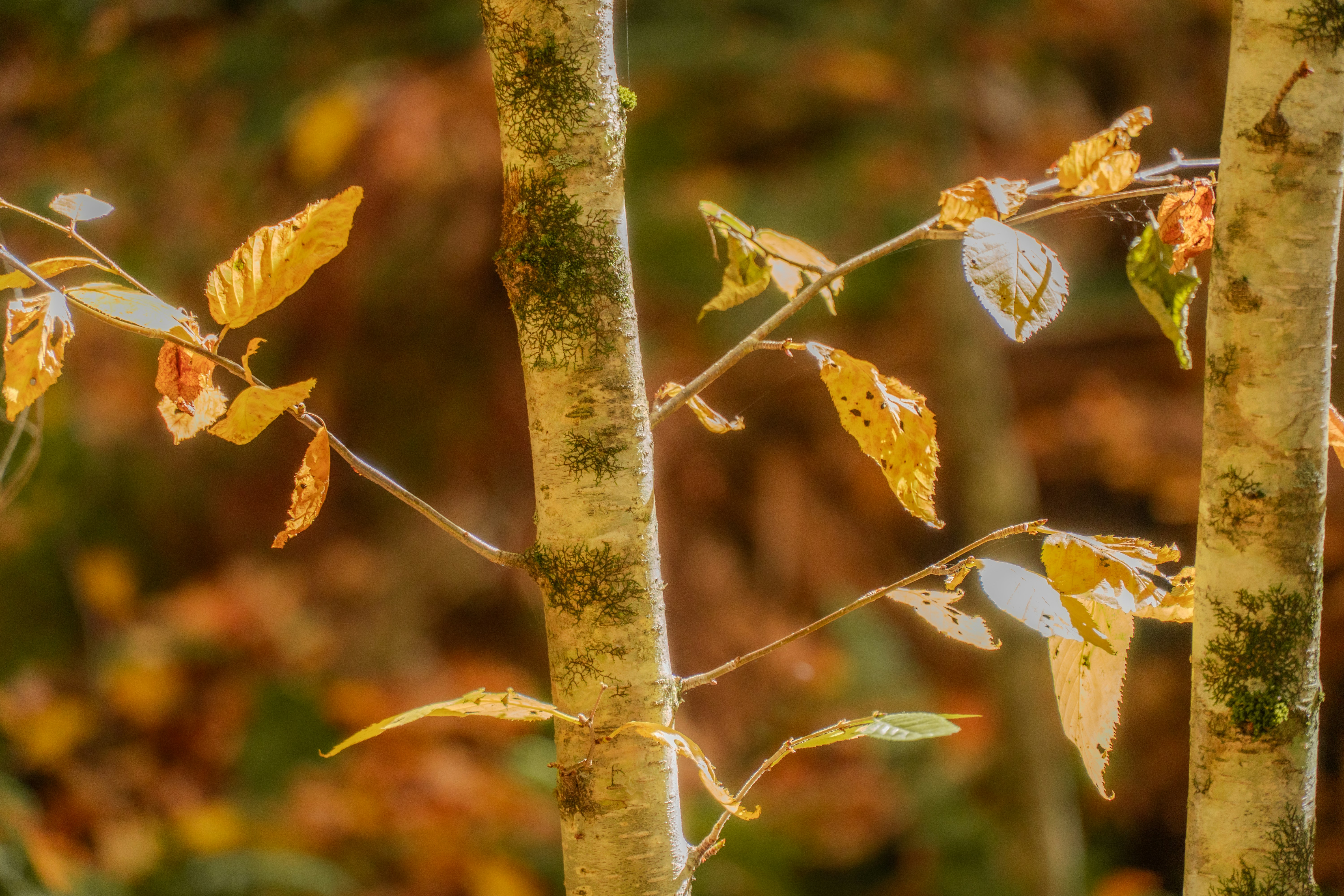 Whispers of Autumn: A Leafy Farewell