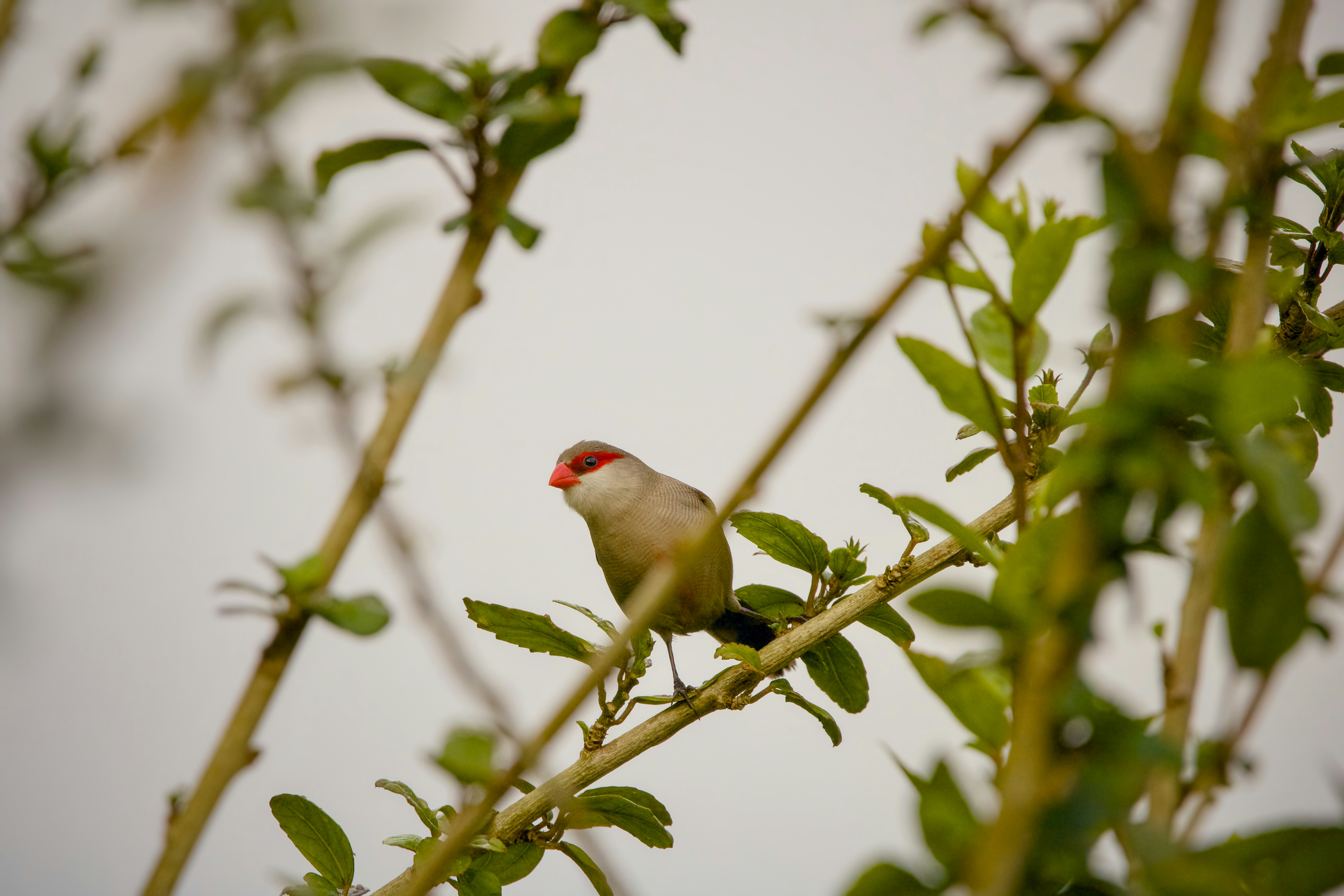 A small bird with a red beak on a branch.