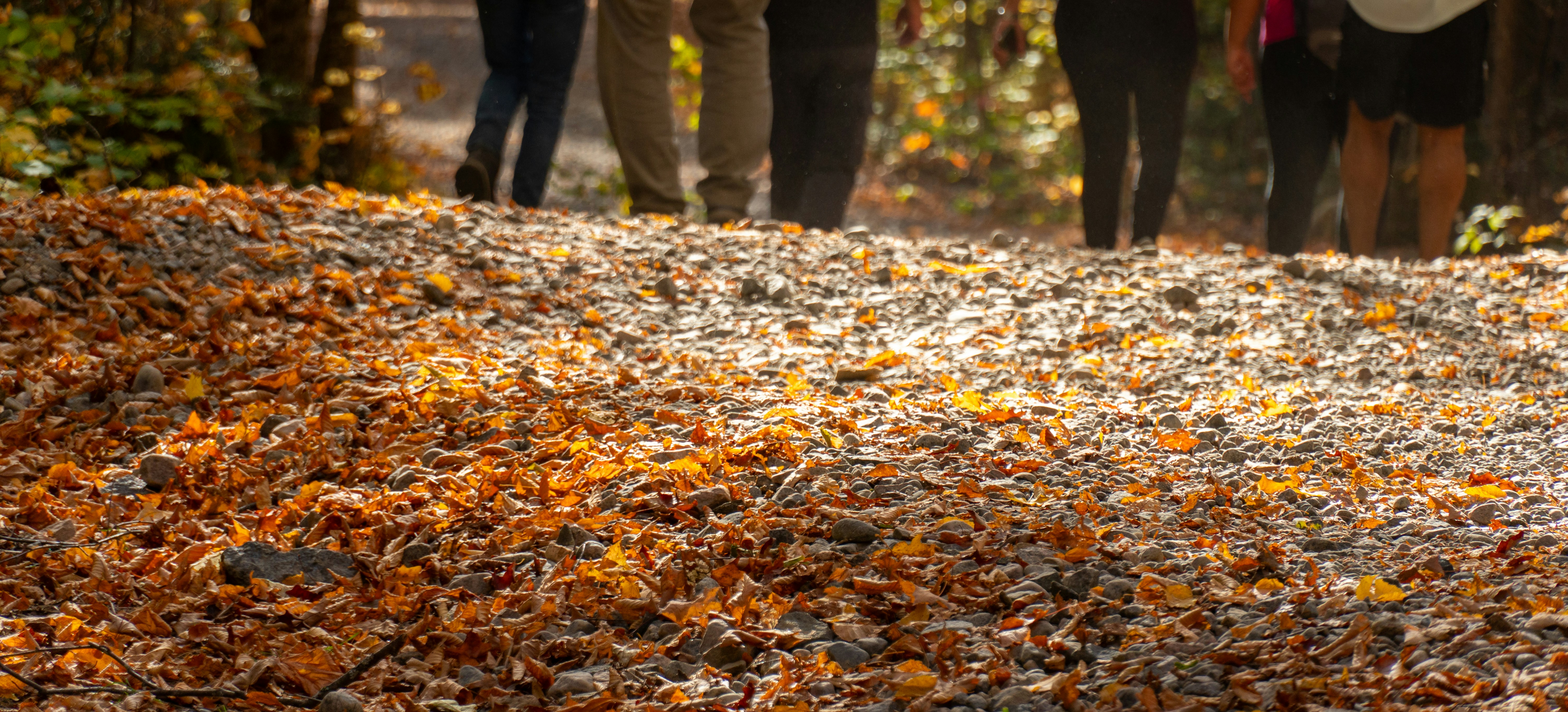 Autumn Stroll Through a Leaf-Laden Path