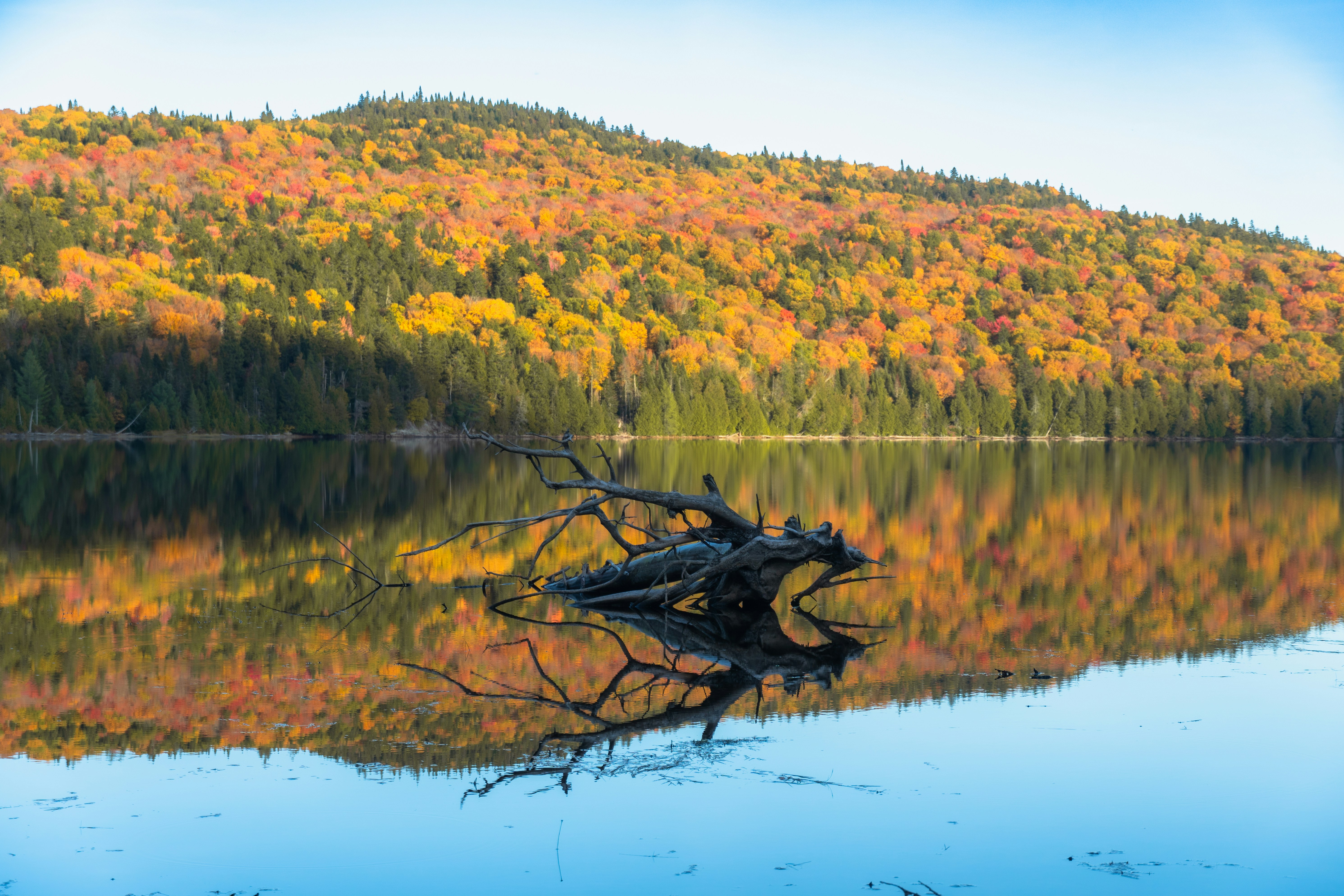 Reflections of Autumn's Palette