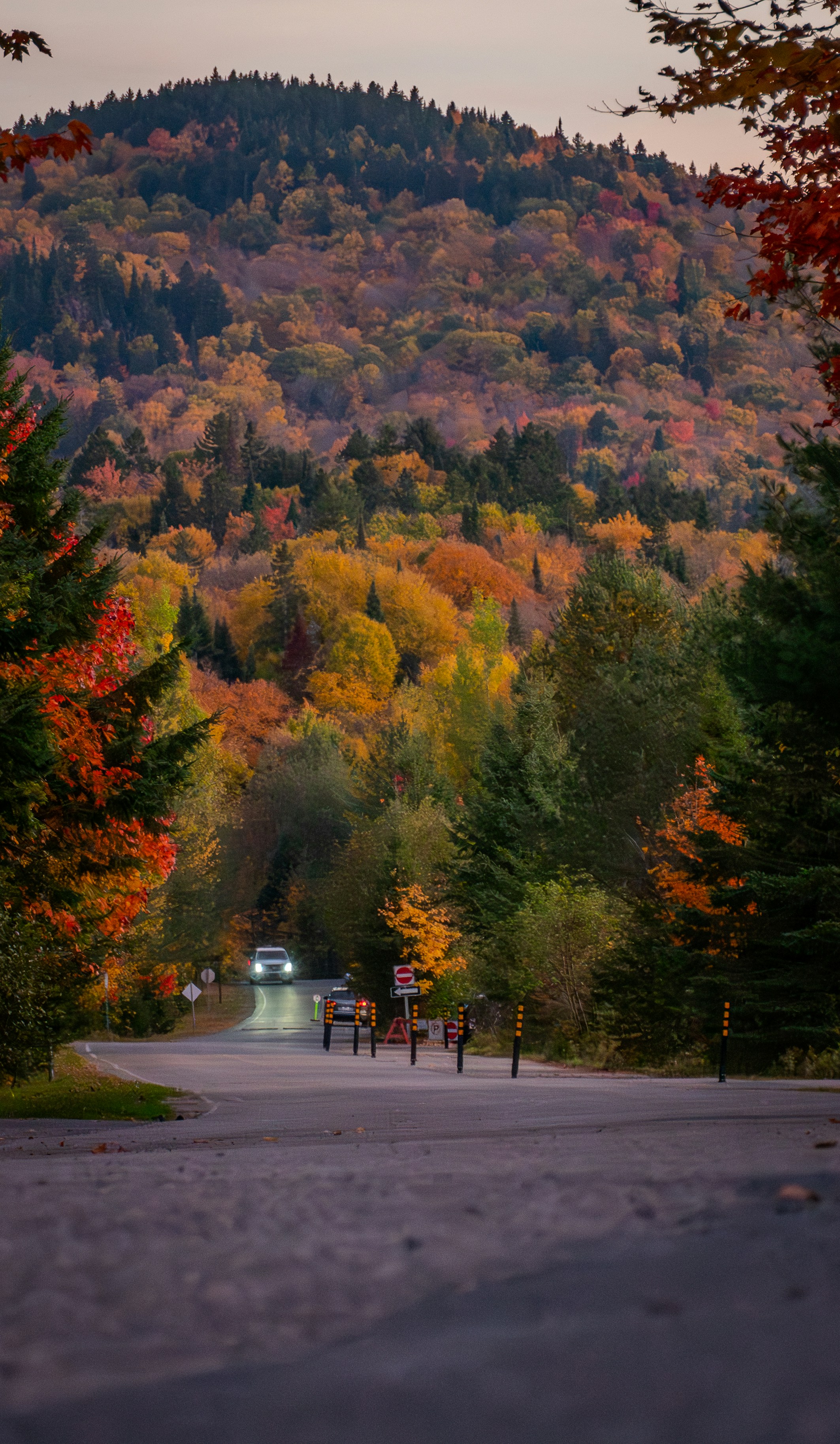 Autumn Corridor: A Quiet Drive Beneath a Tapestry of Fall Colors