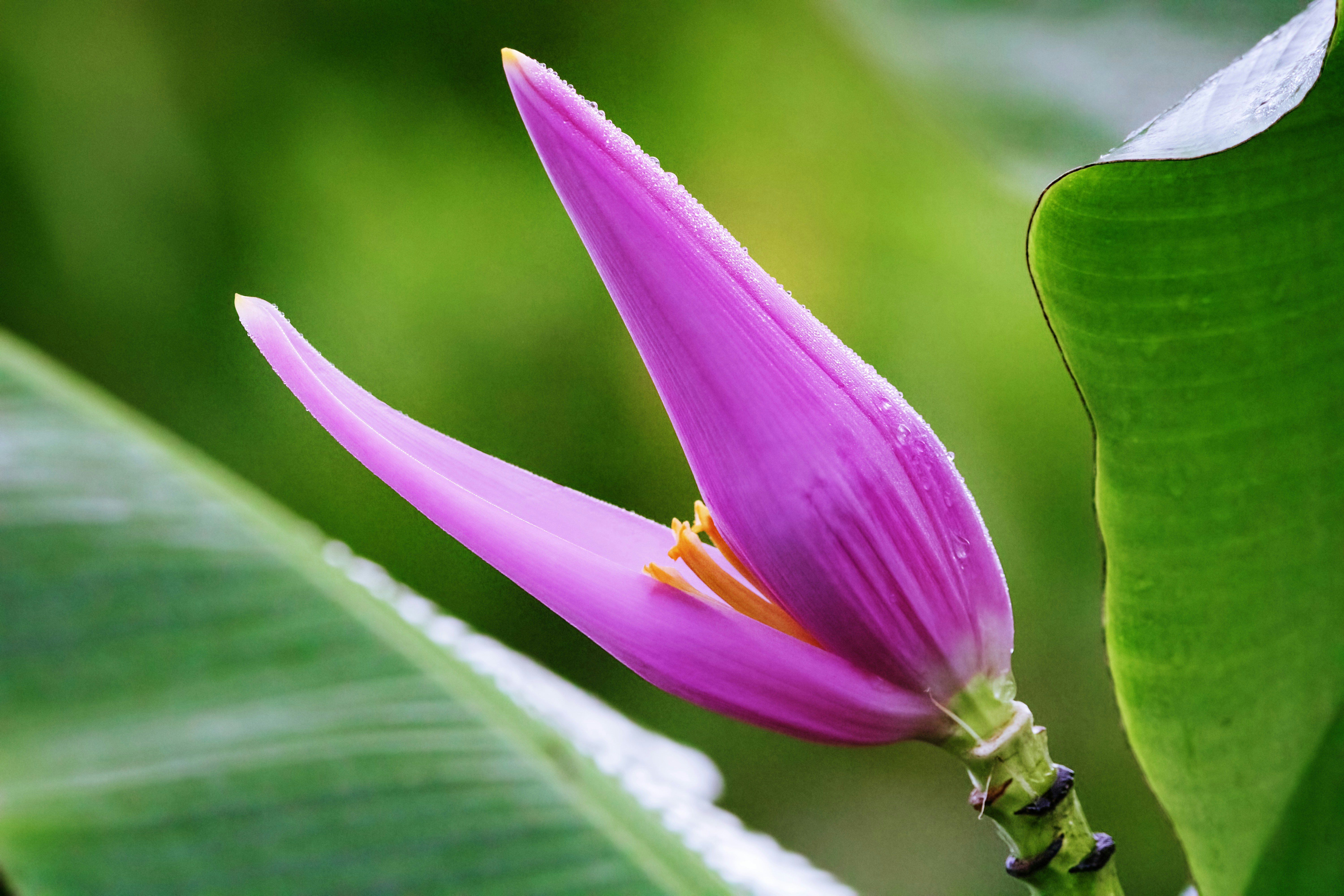 A vibrant purple banana flower bud unfurls.