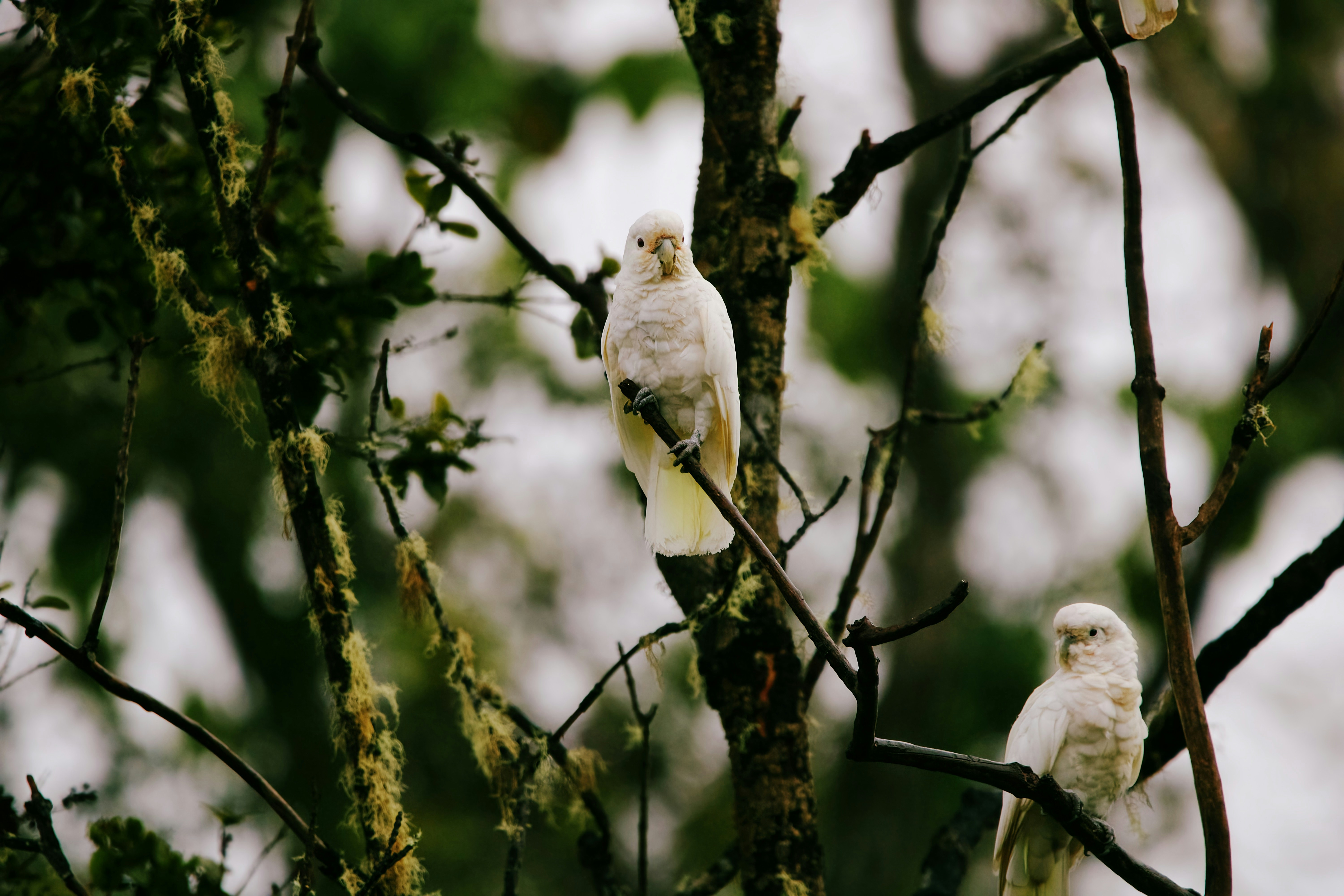 Whispers of the Canopy: A Study of Avian Elegance