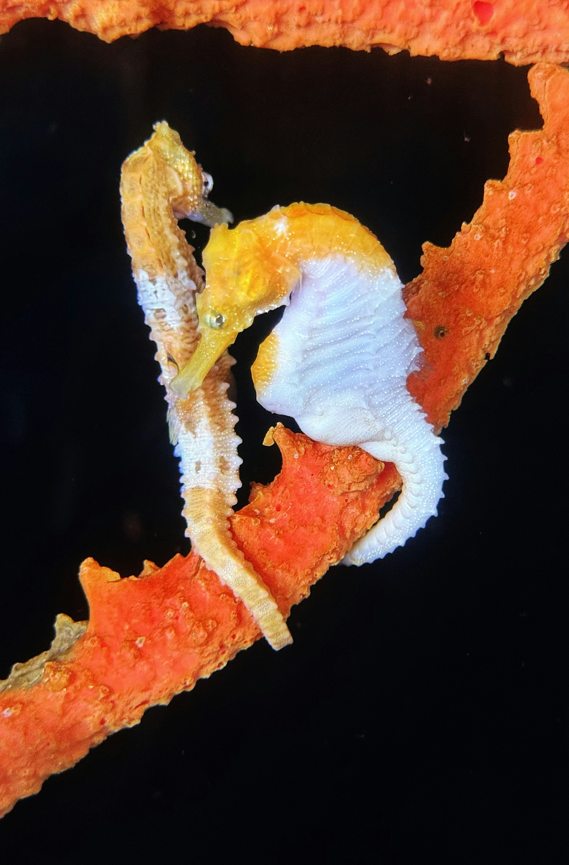 Two seahorses clinging to an orange coral.