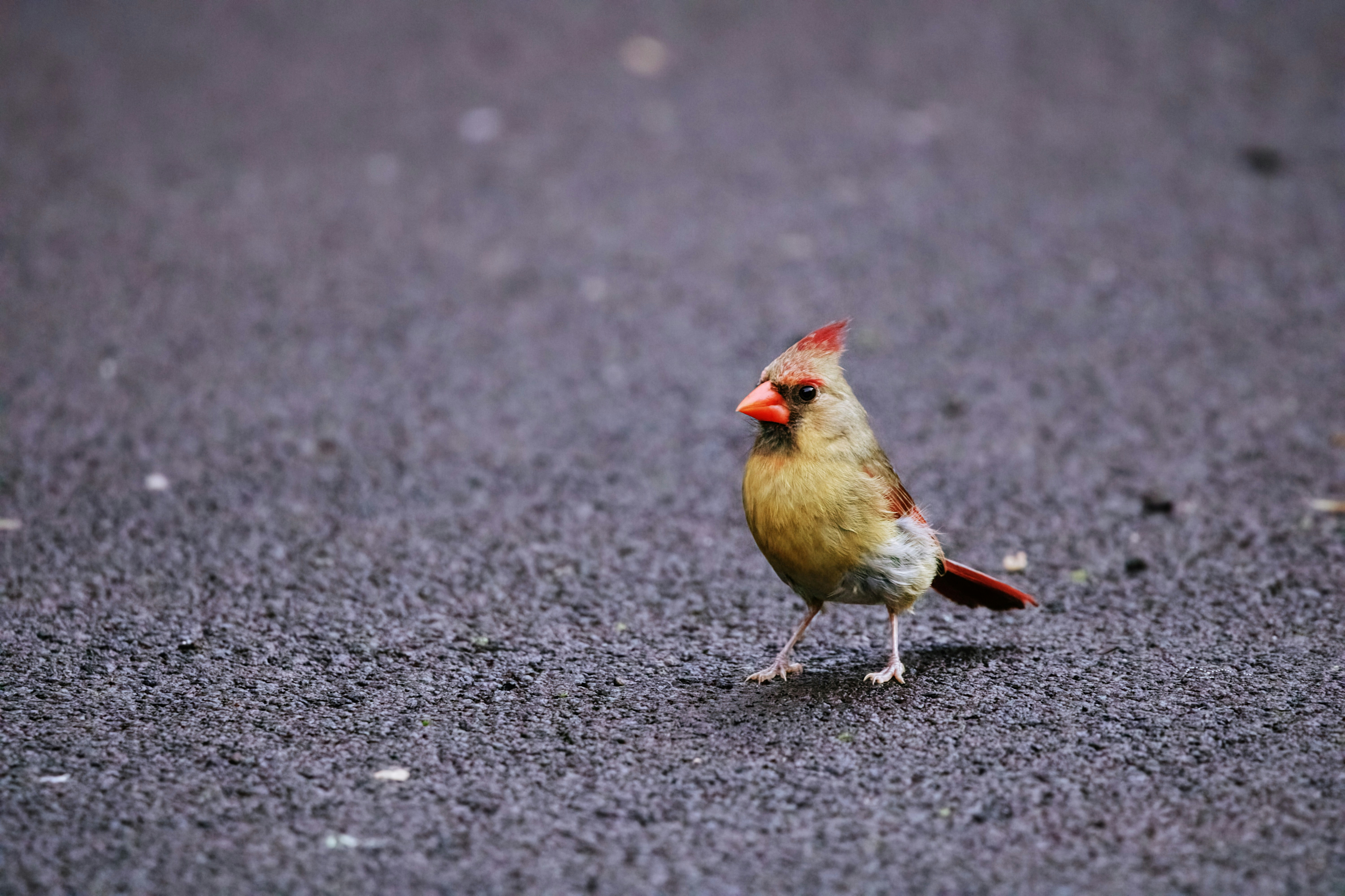A Cardinal's Pause on the Pavement