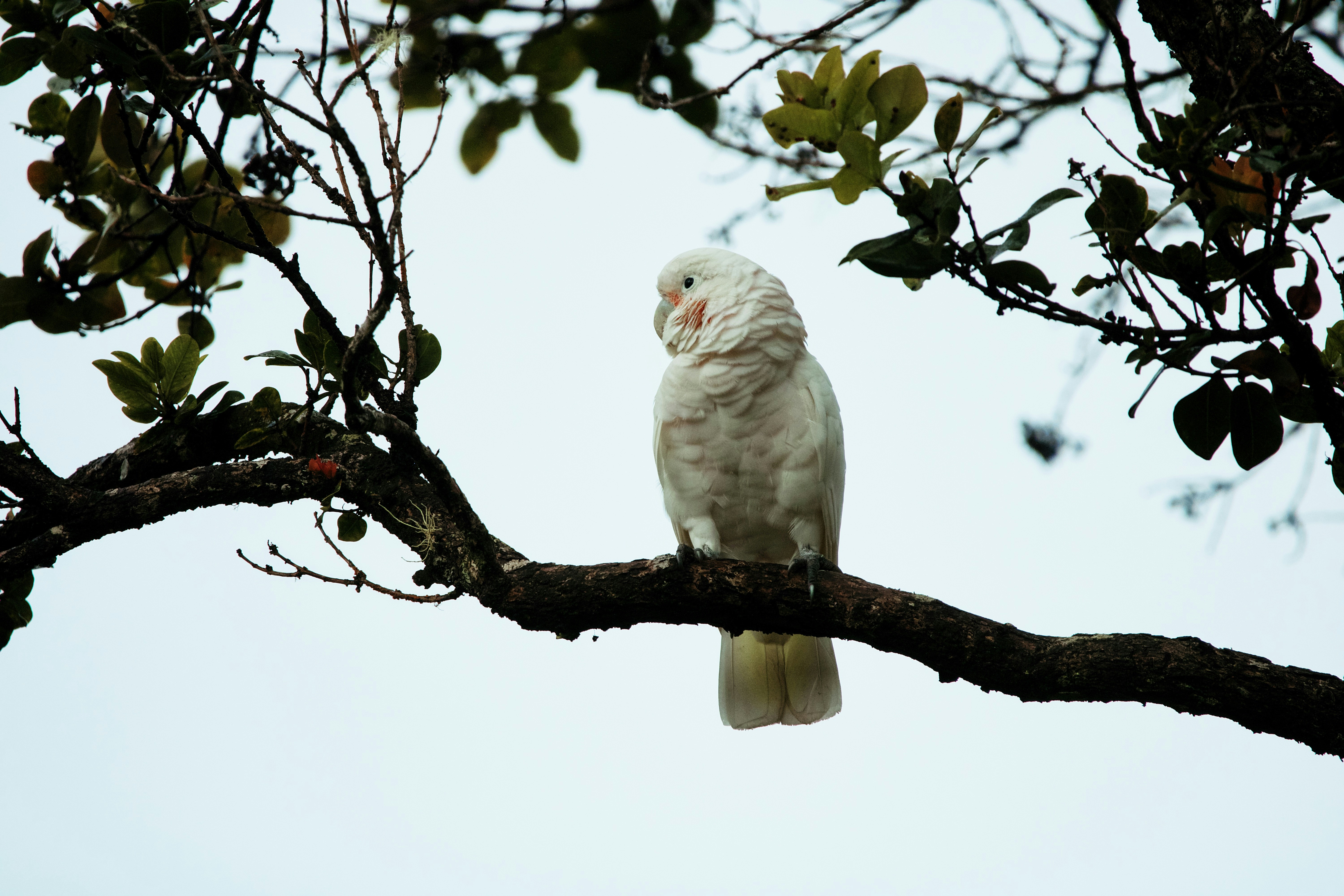 A white cockatoo perched on a tree branch.