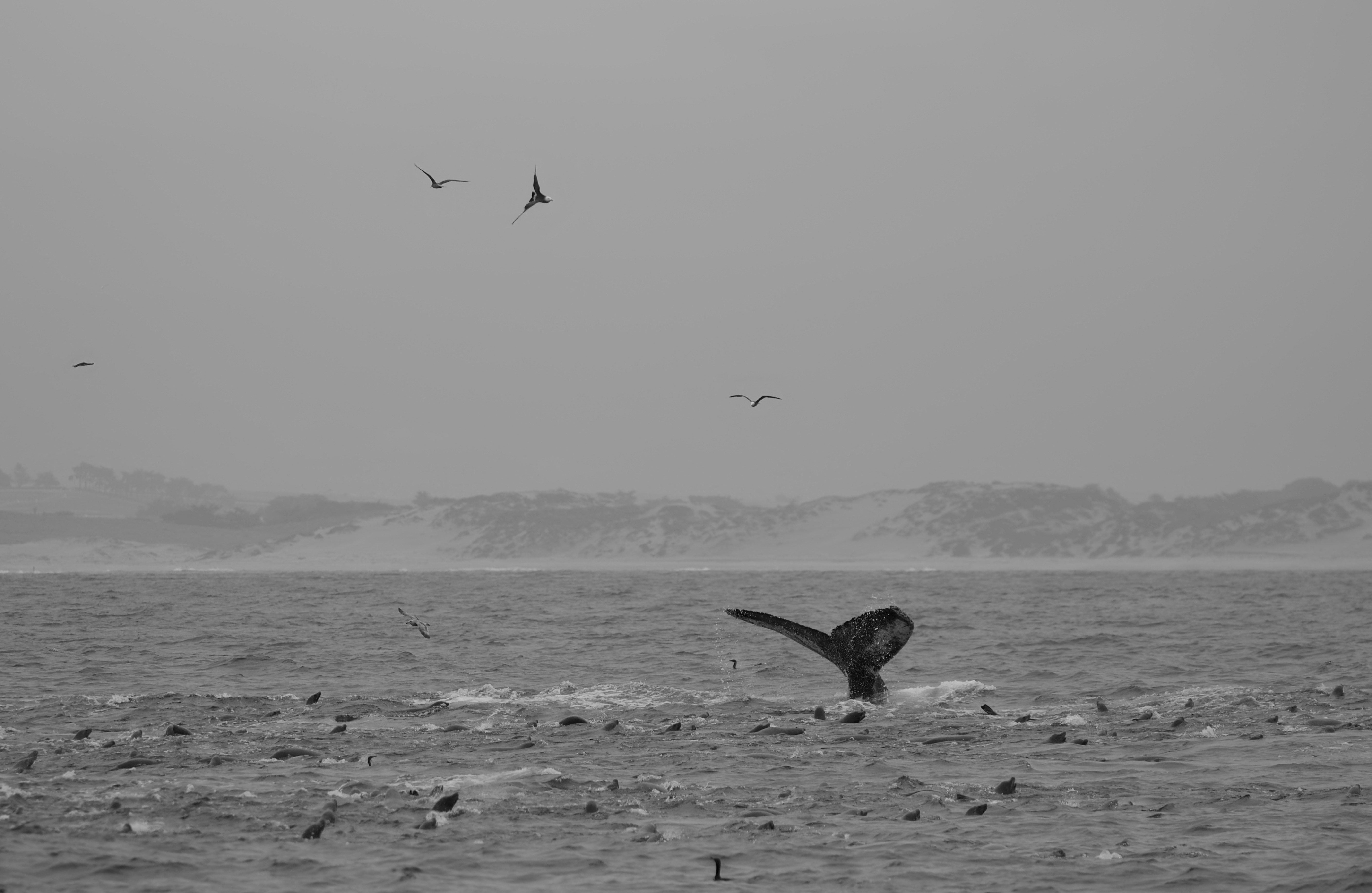 Whale tail disappearing into the ocean with birds flying.