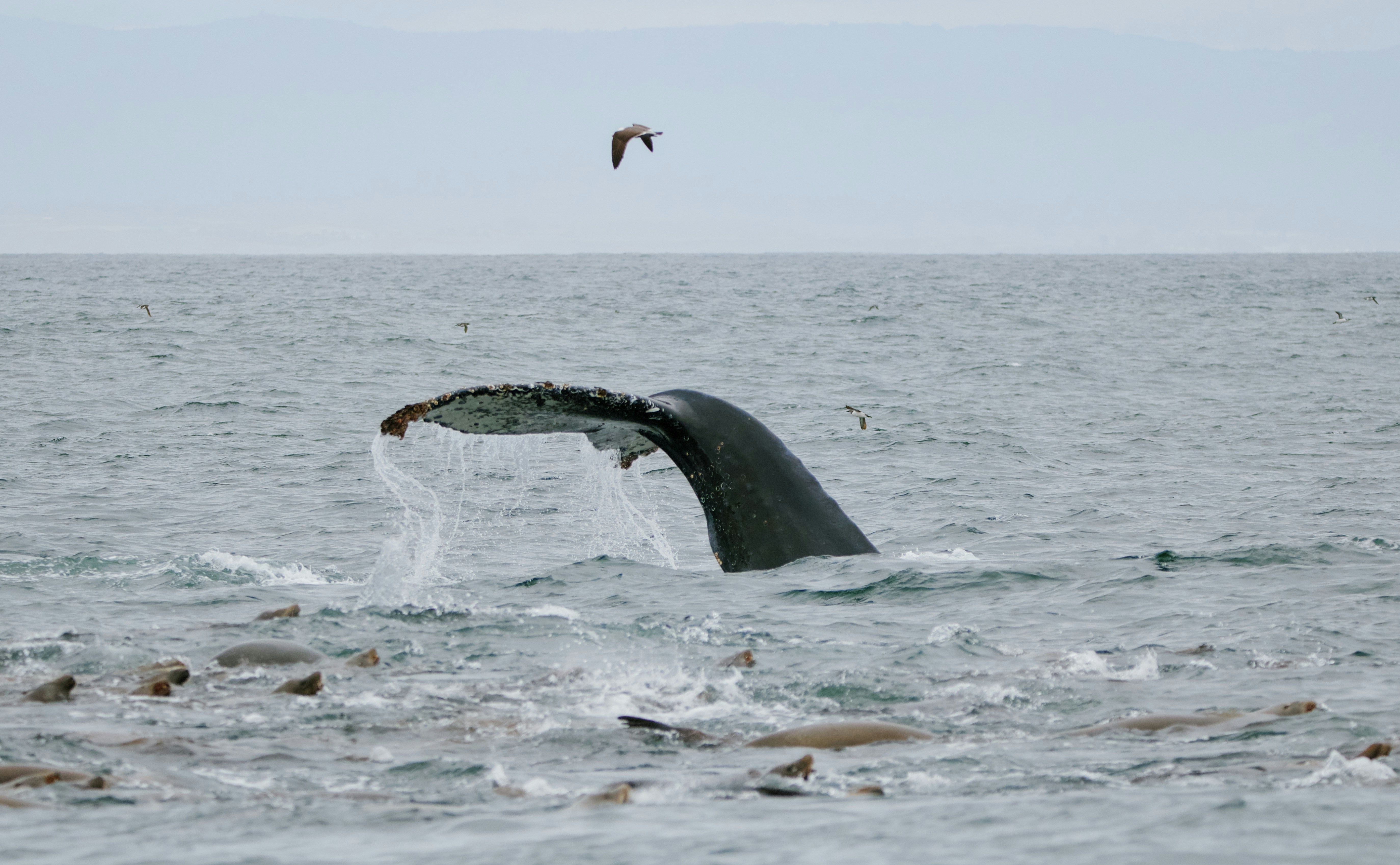 A humpback whale's tail gracefully breaks the surface of the ocean, surrounded by curious seals and birds in a serene marine landscape.