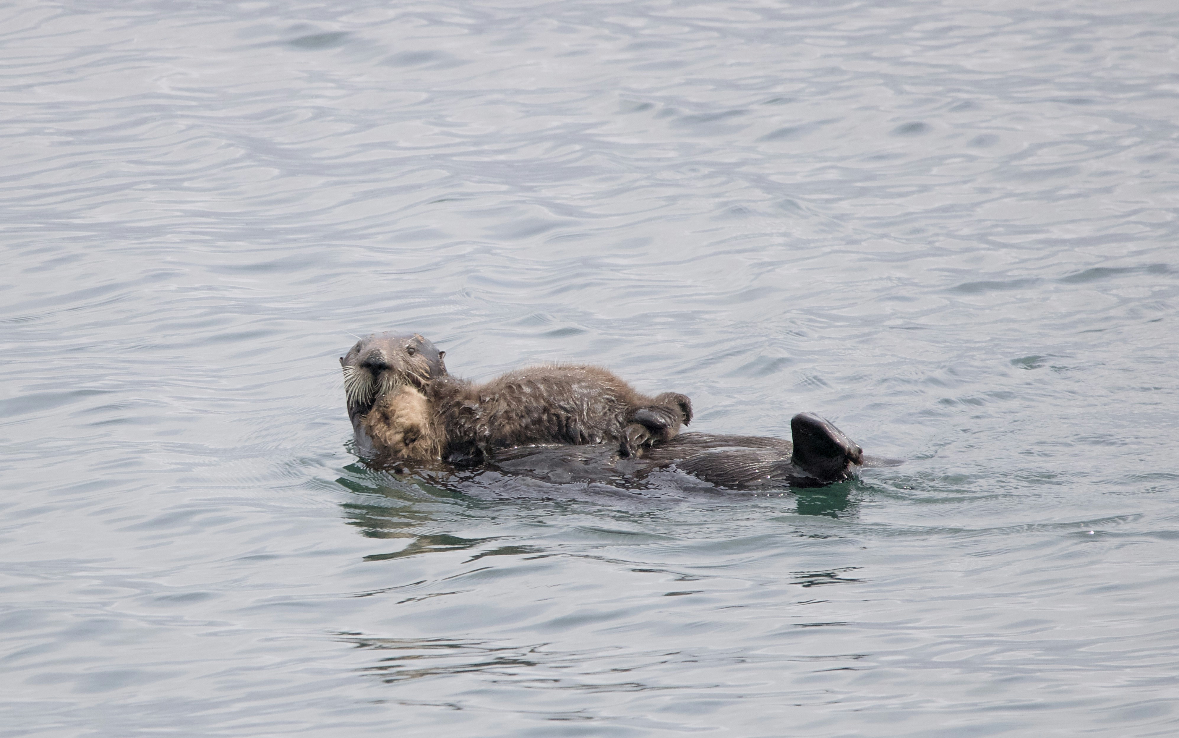 Sea otter floats on back with pup on chest