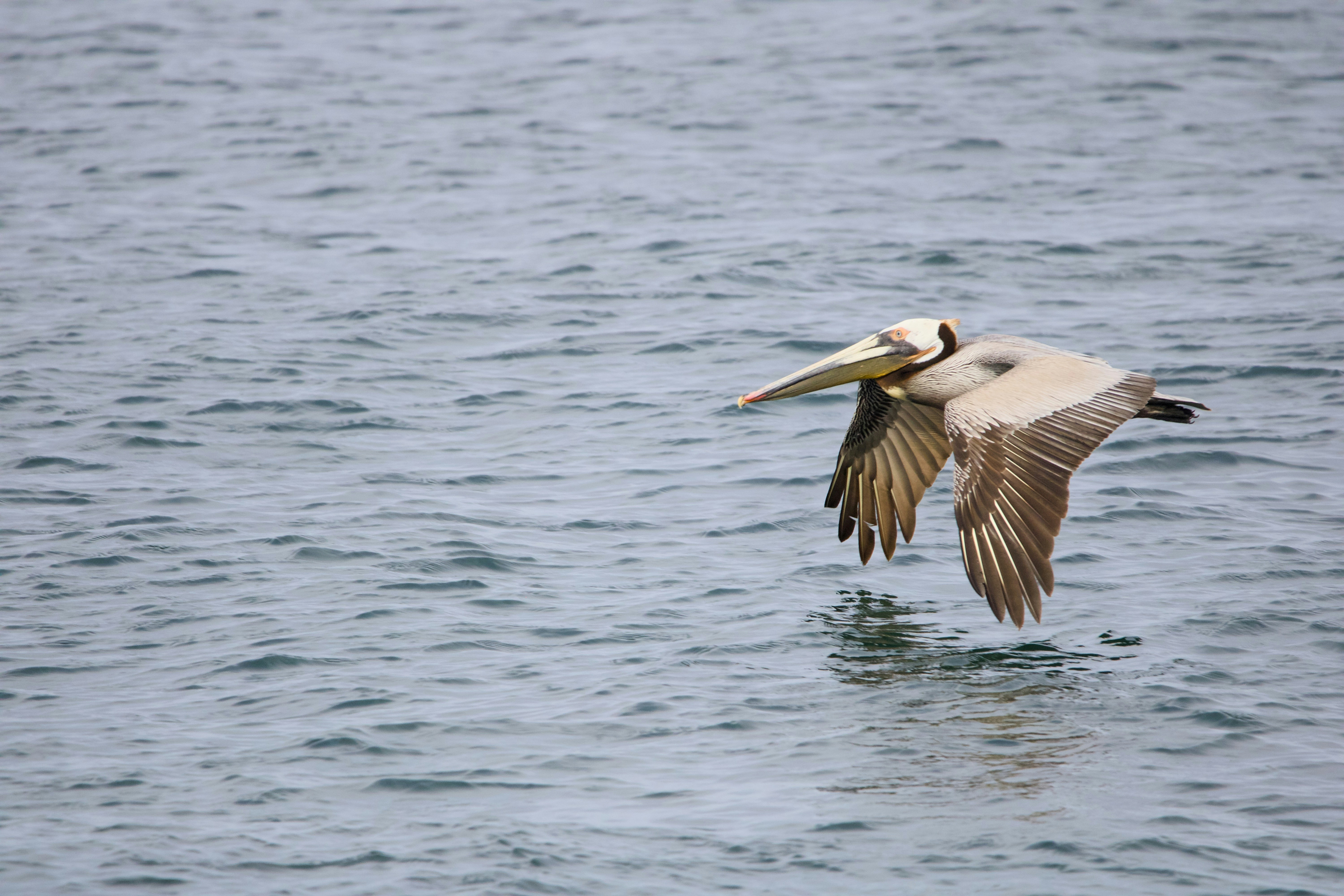 A pelican in mid-flight glides gracefully over shimmering water, showcasing its impressive wingspan and distinctive bill.