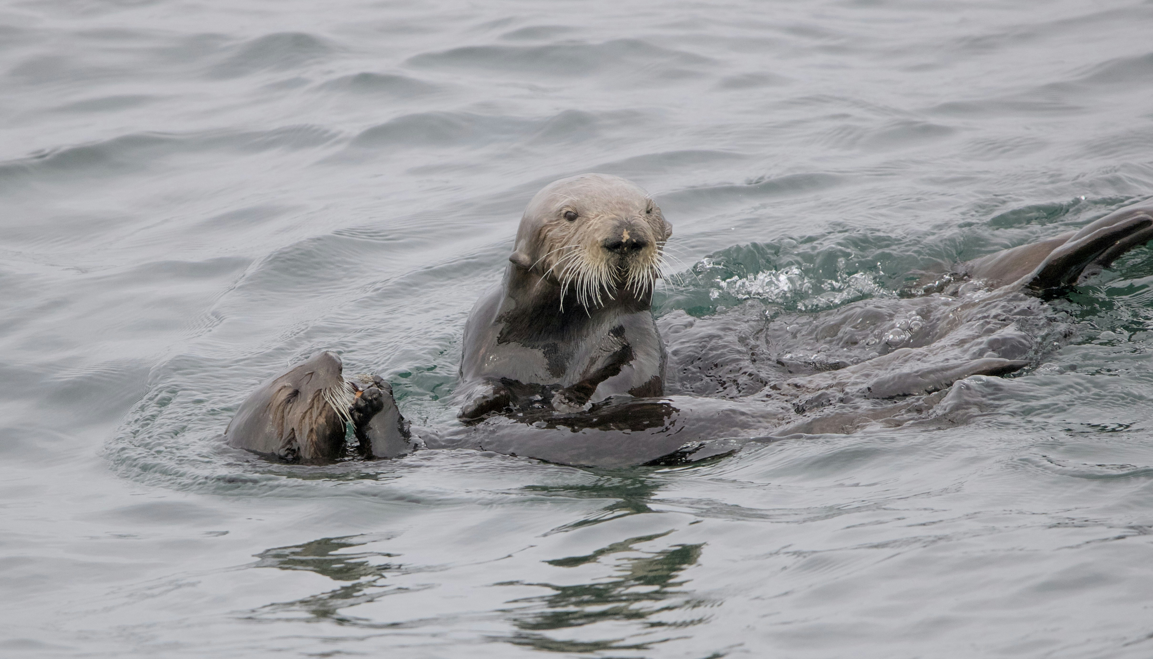 Sea otter floating on its back in the water photo – Free Animal Image ...