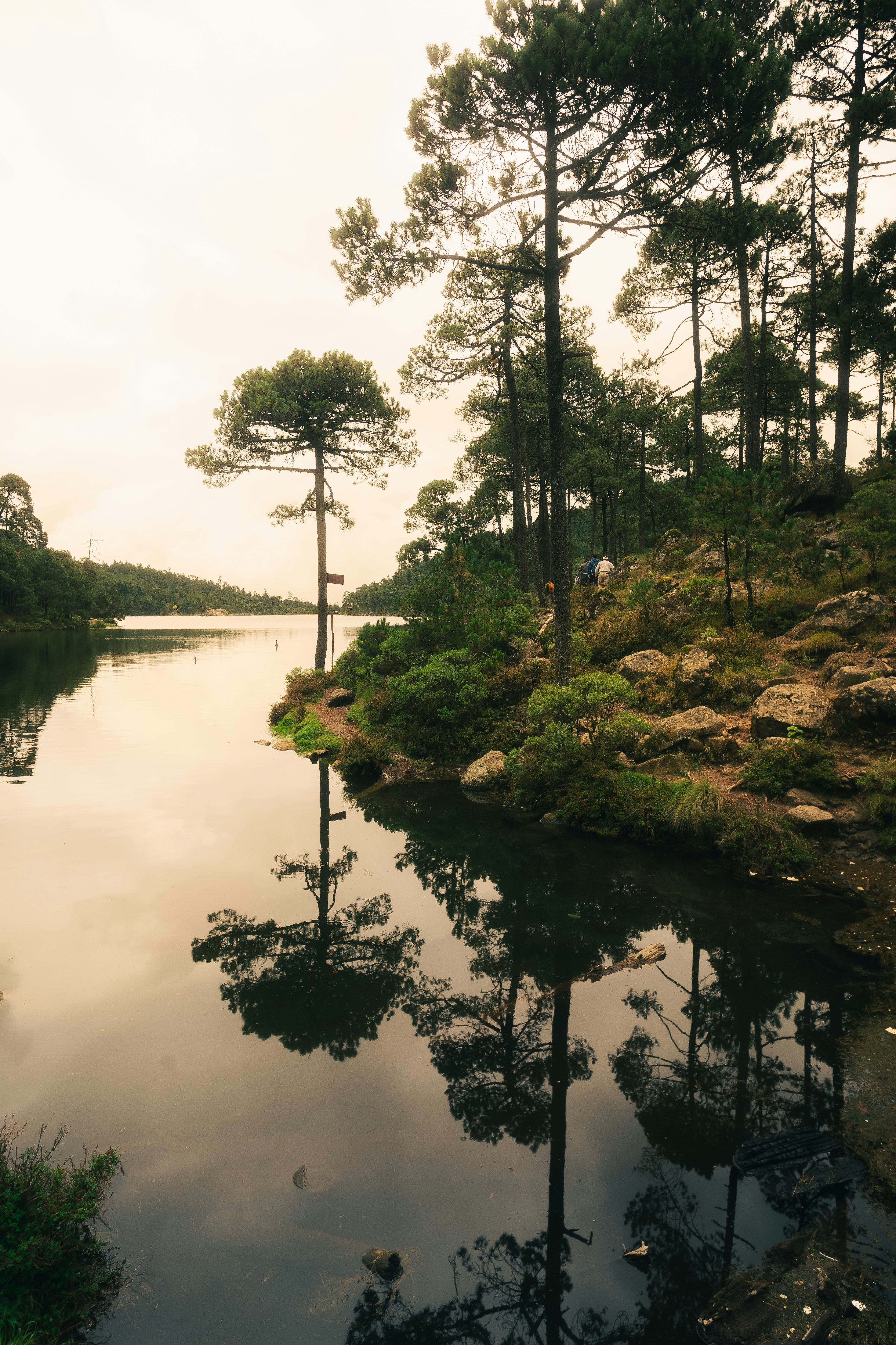 Tall pine trees reflected in a calm lake.