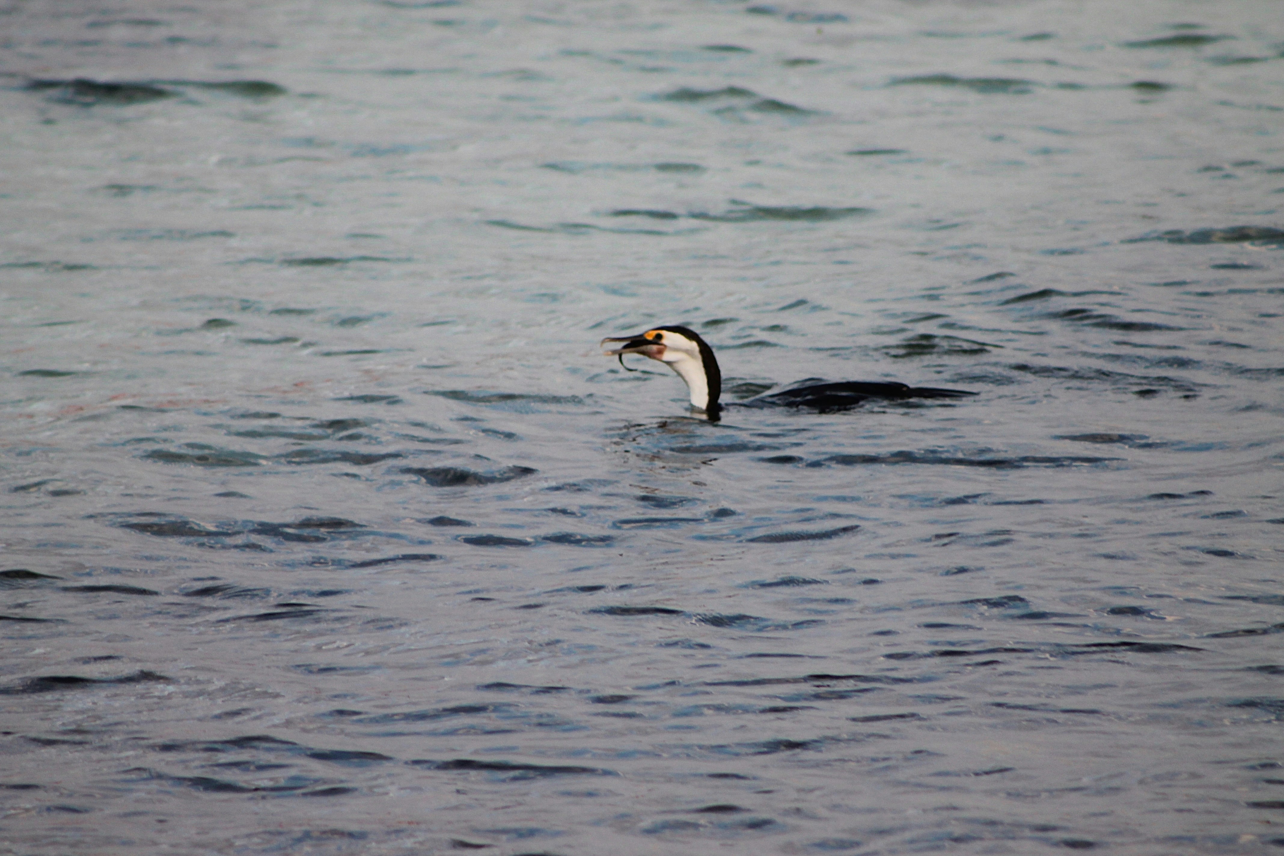 Cormorant with freshly caught fish | A cormorant emerges from the water with a fish.