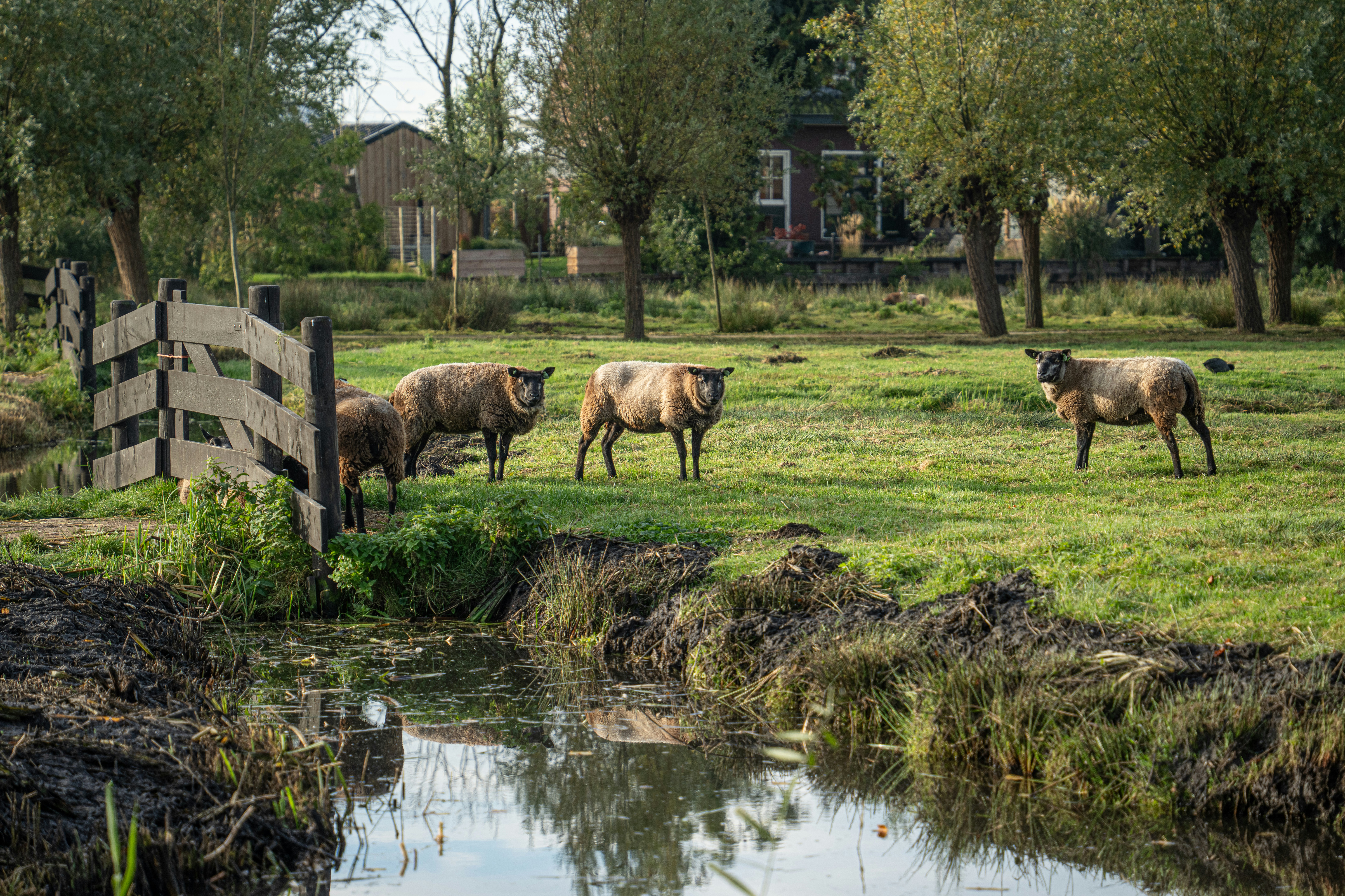 Pastoral Serenity: A Day in the Meadow