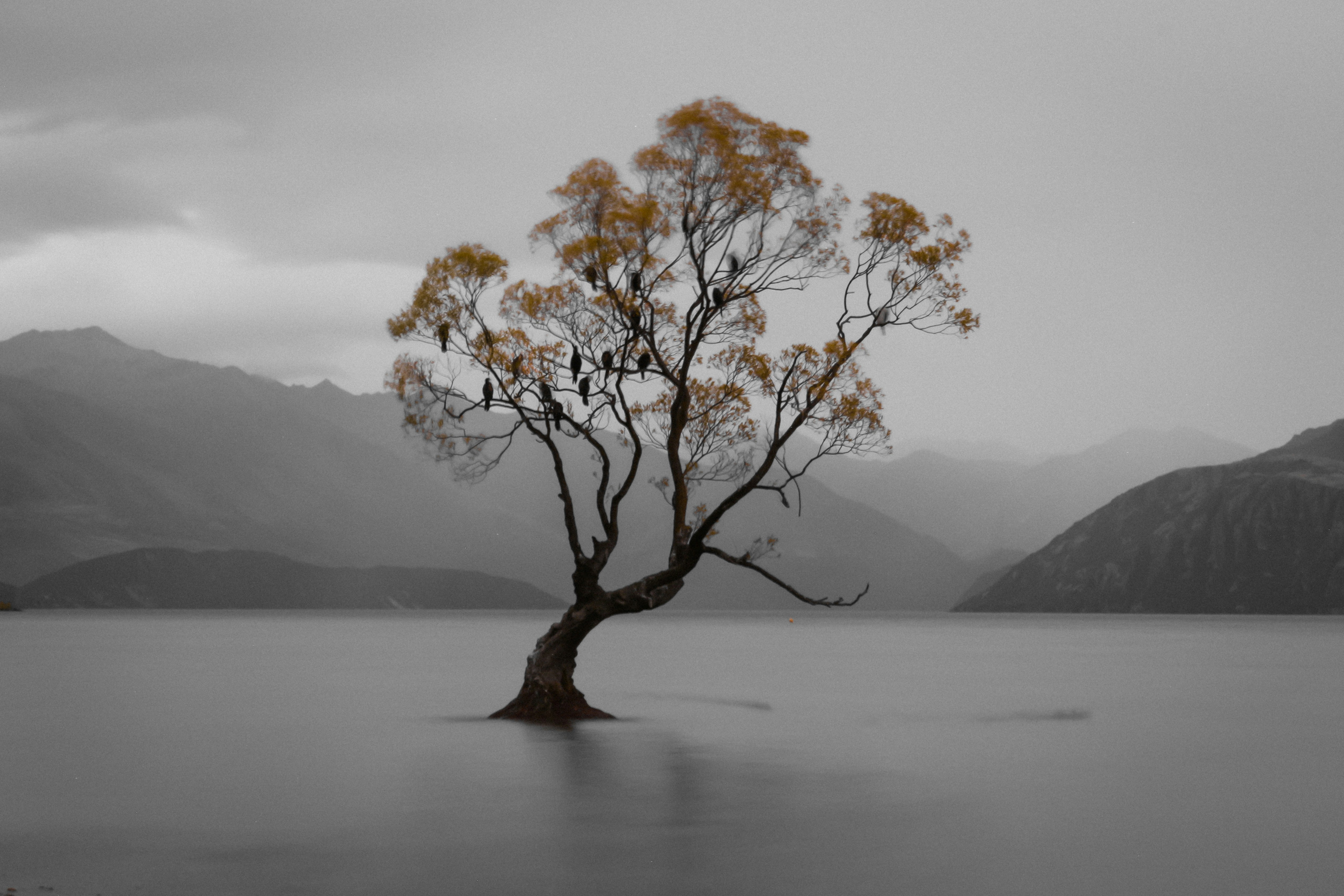 Lone tree with birds in calm water, misty mountains