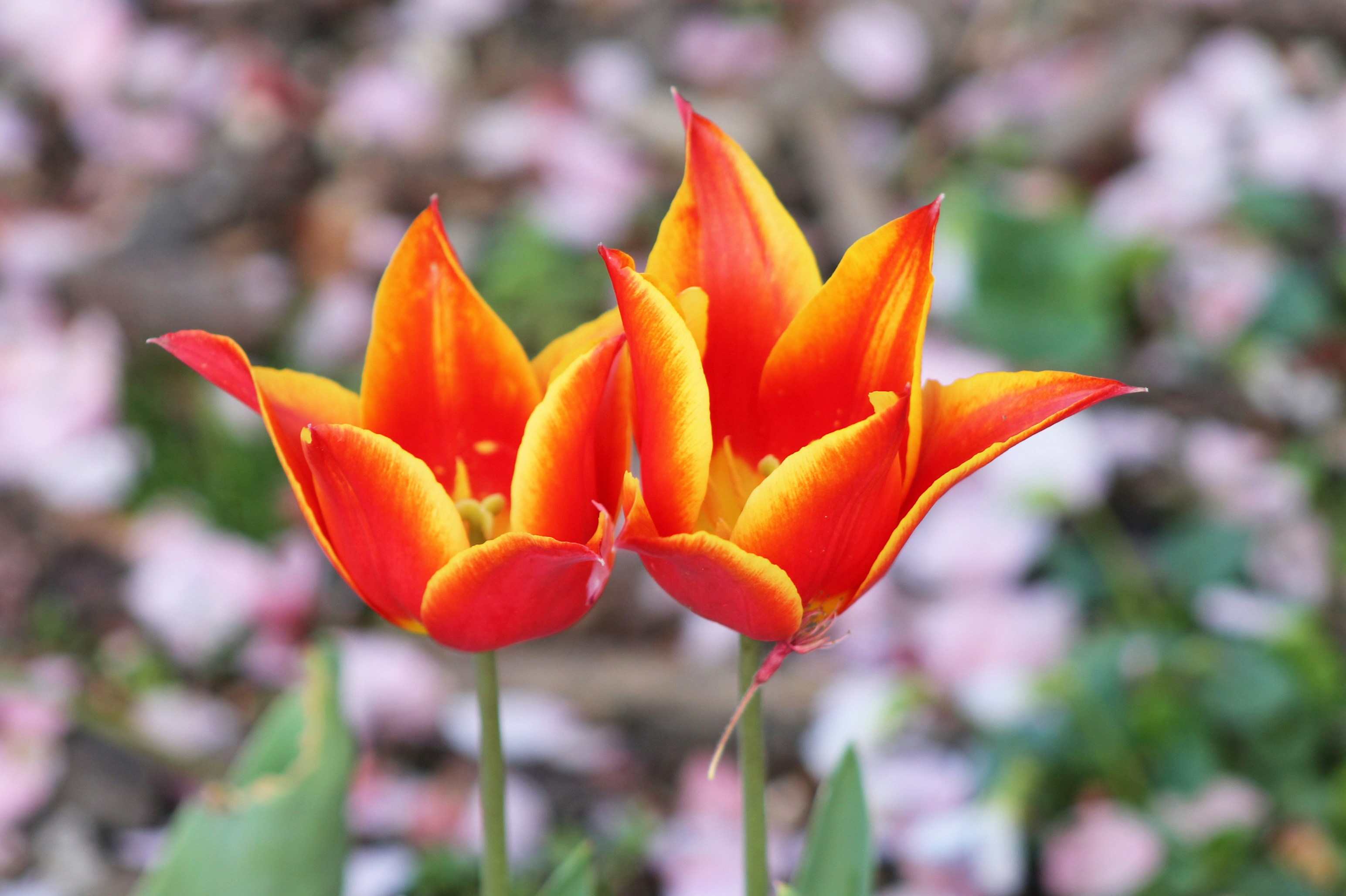 Tulipa 'Fly Away' | Two vibrant red and yellow tulips blooming together