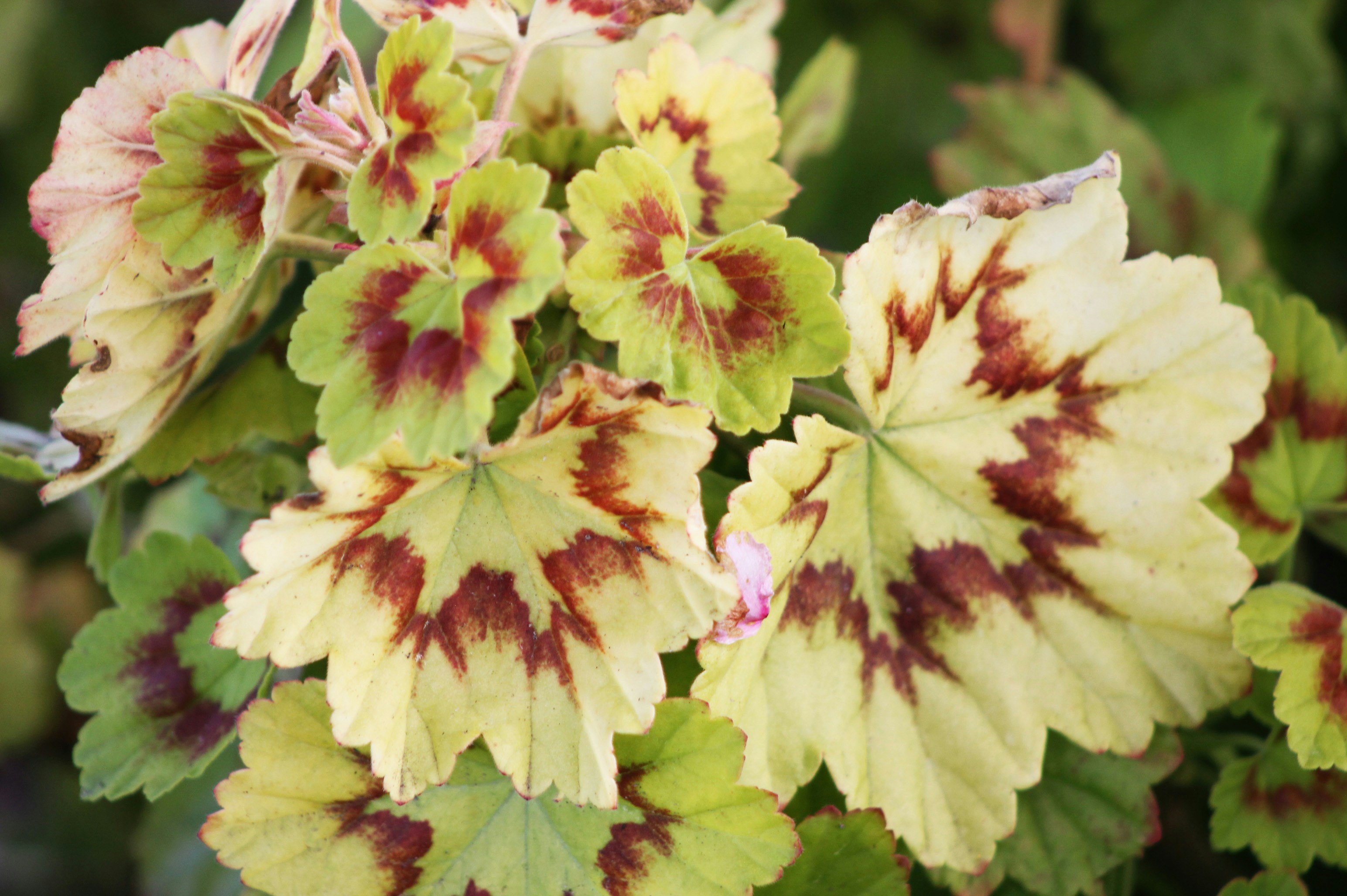 Nature's Kaleidoscope: The Variegated Leaves