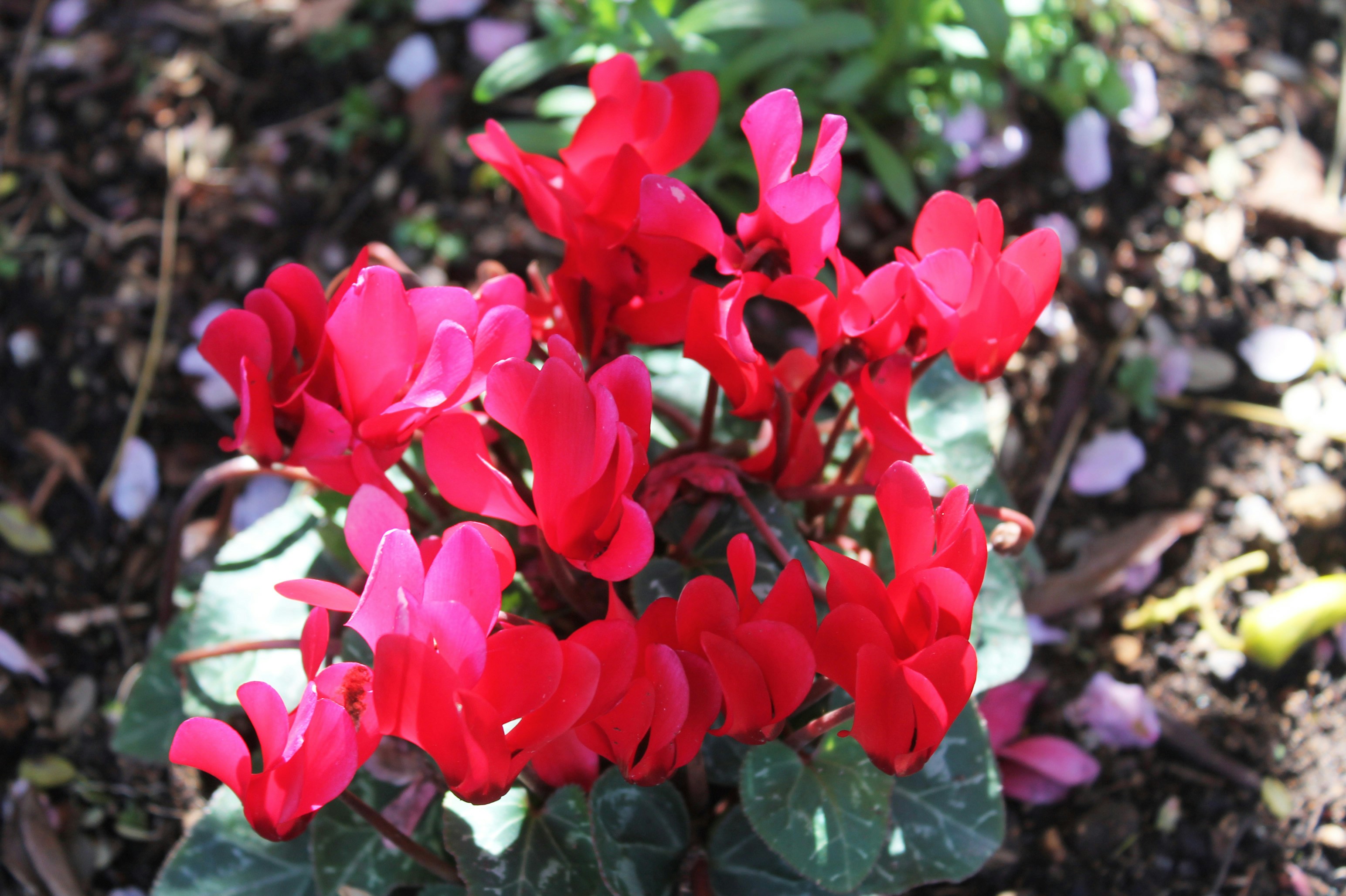 Floral Symphony in Vibrant Hues