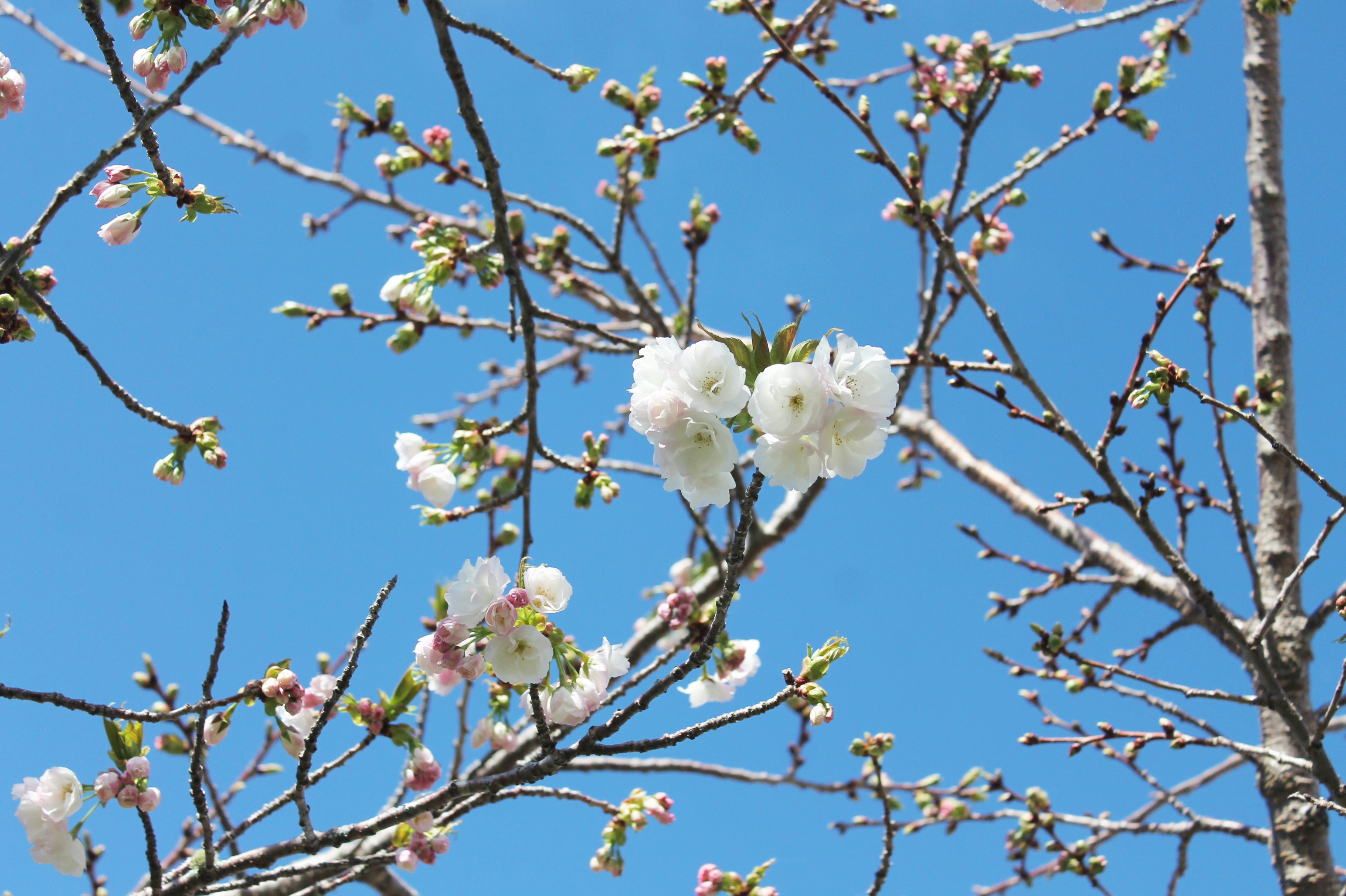Mount Fuji Cherry tree | Cherry blossoms bloom against a clear blue sky.