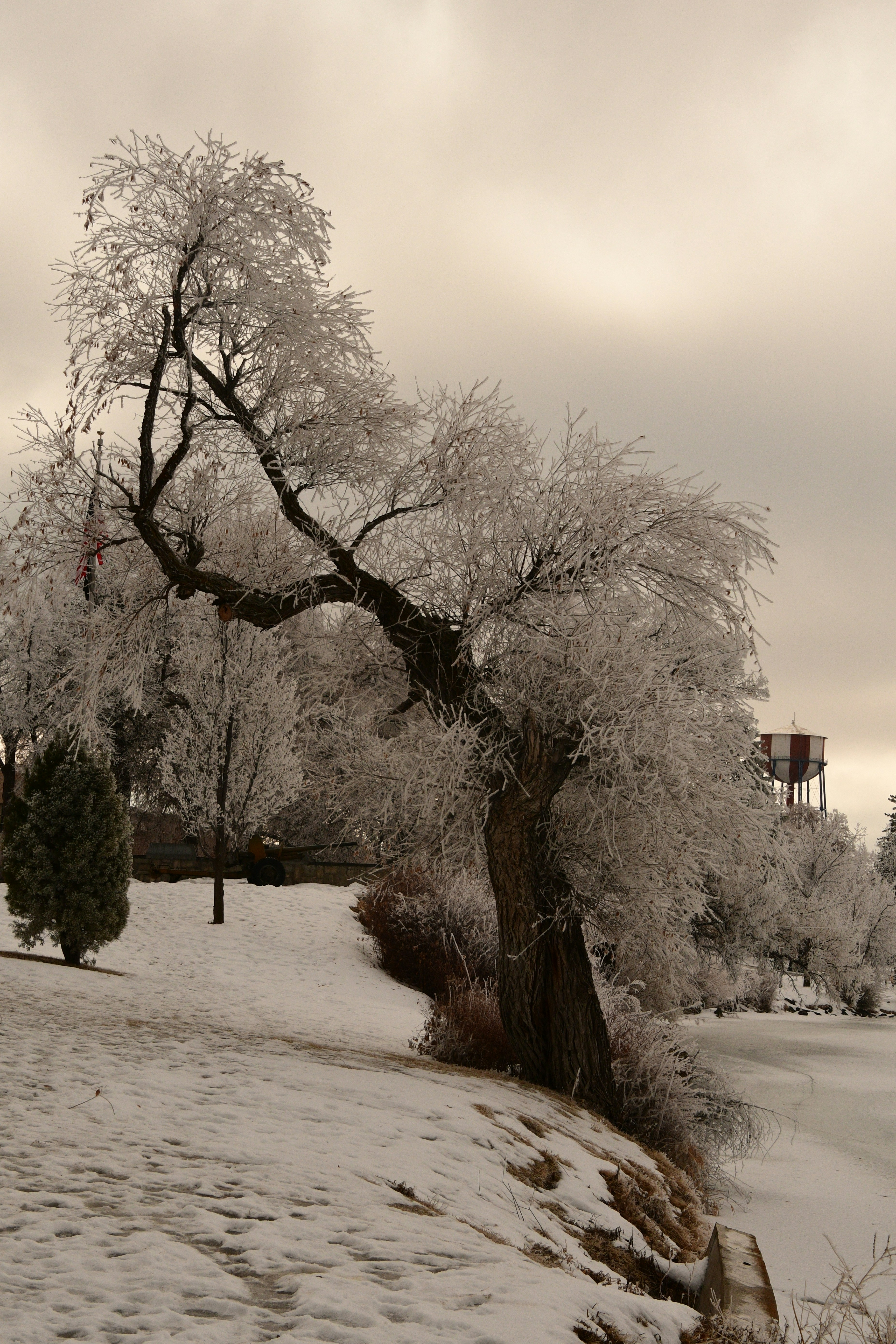 Frozen Whispers: Nature’s Icy Embrace