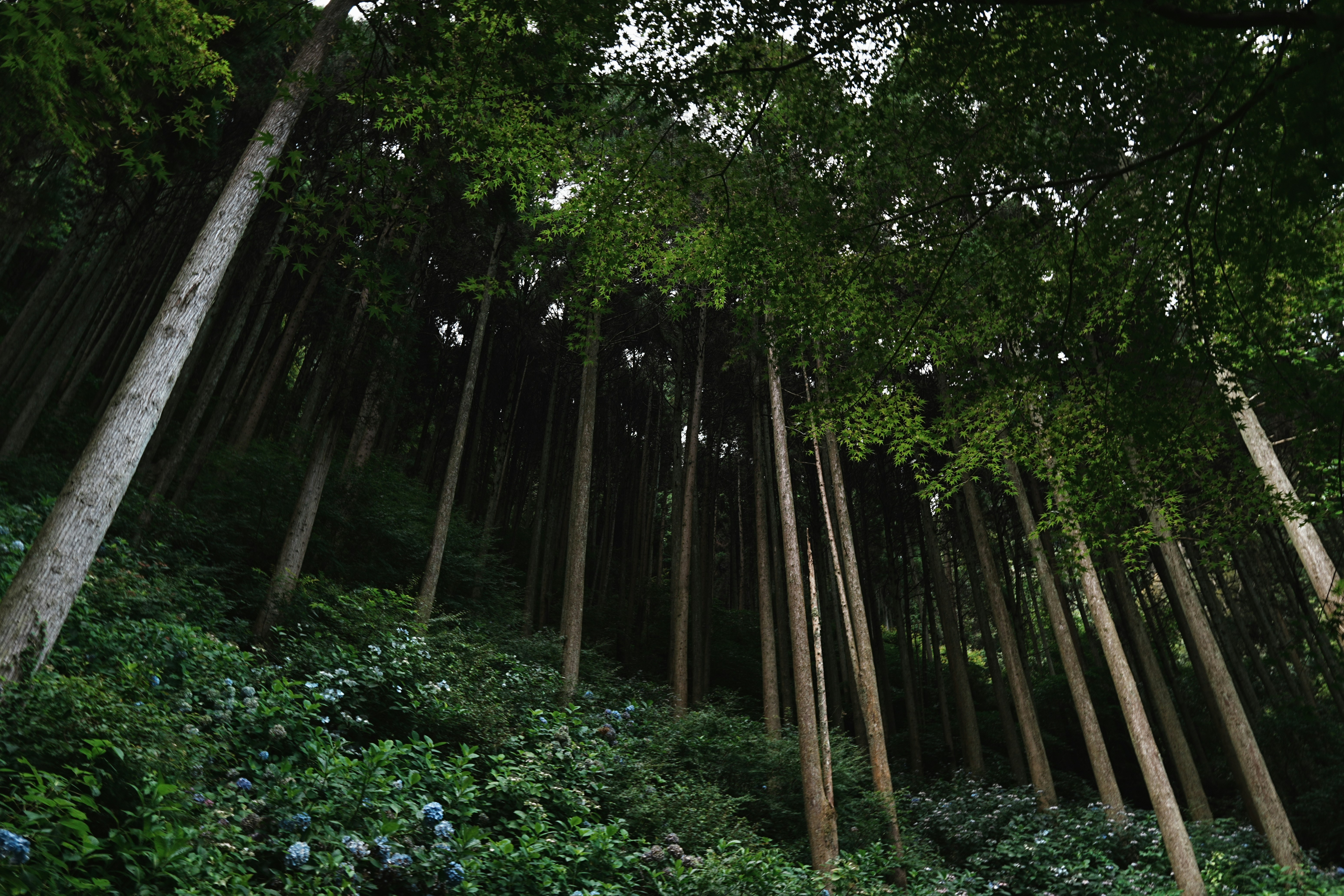 Whispers of the Forest Canopy