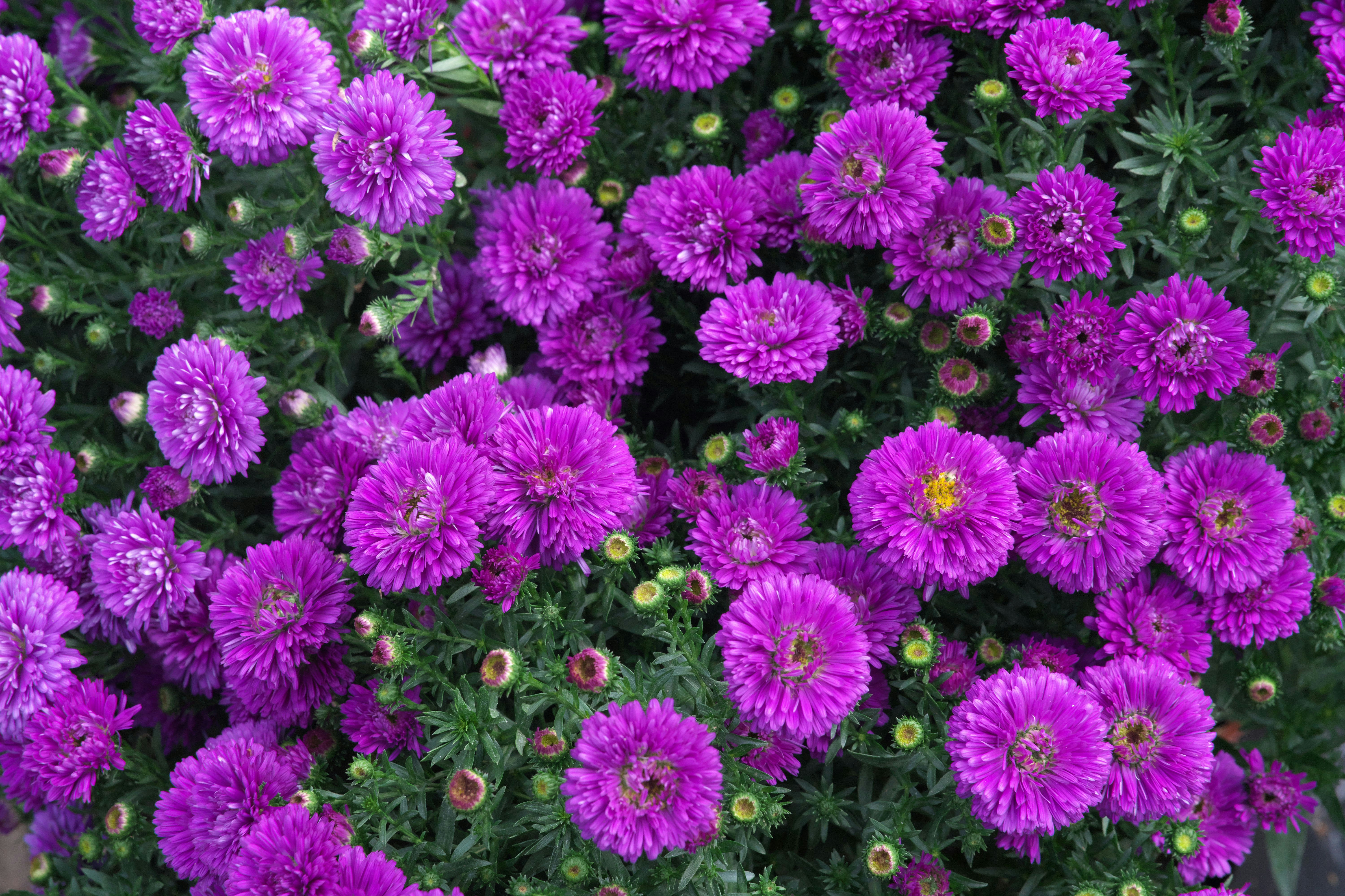 A cluster of vibrant purple asters in bloom