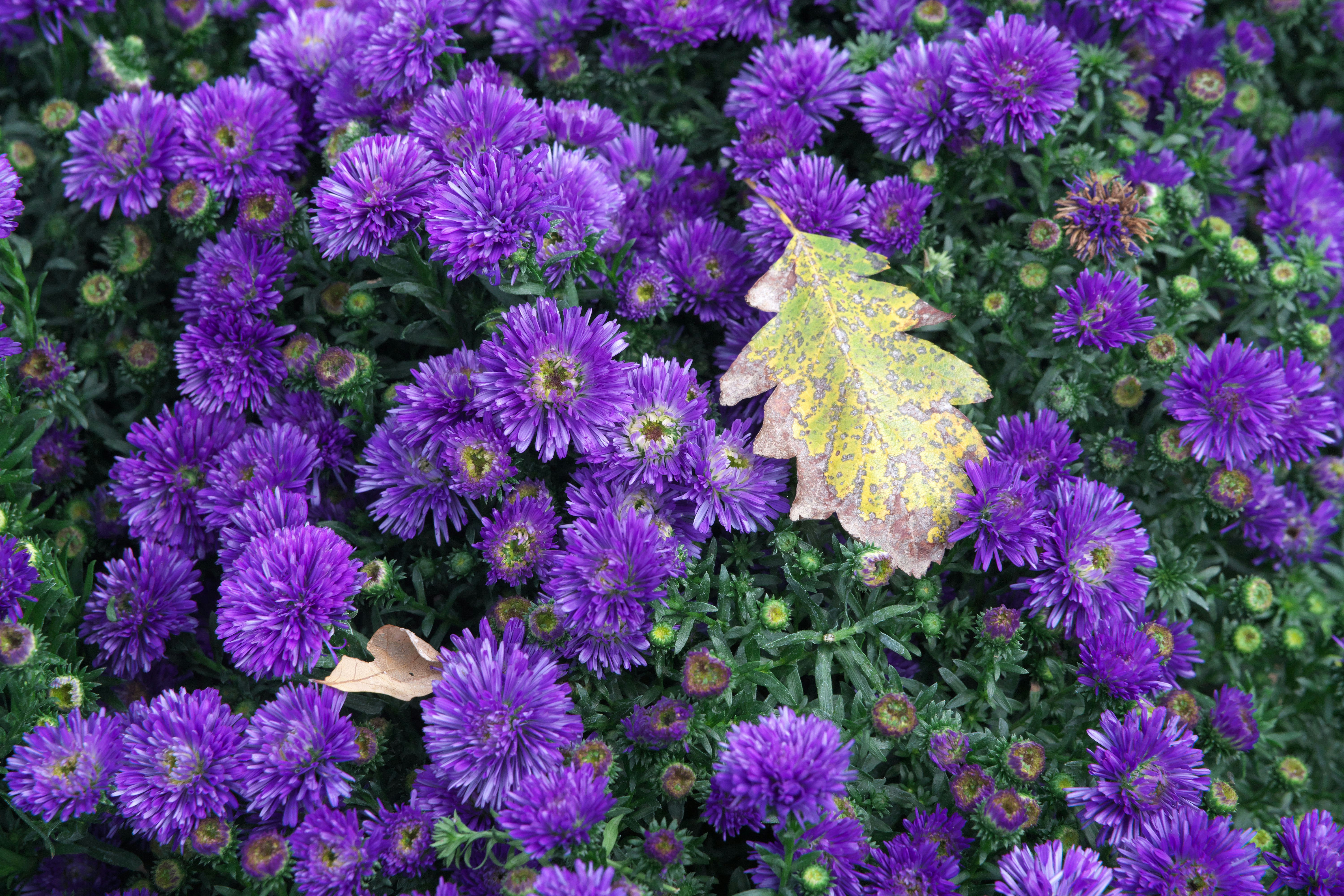 Whispers of Autumn Among Vibrant Blooms