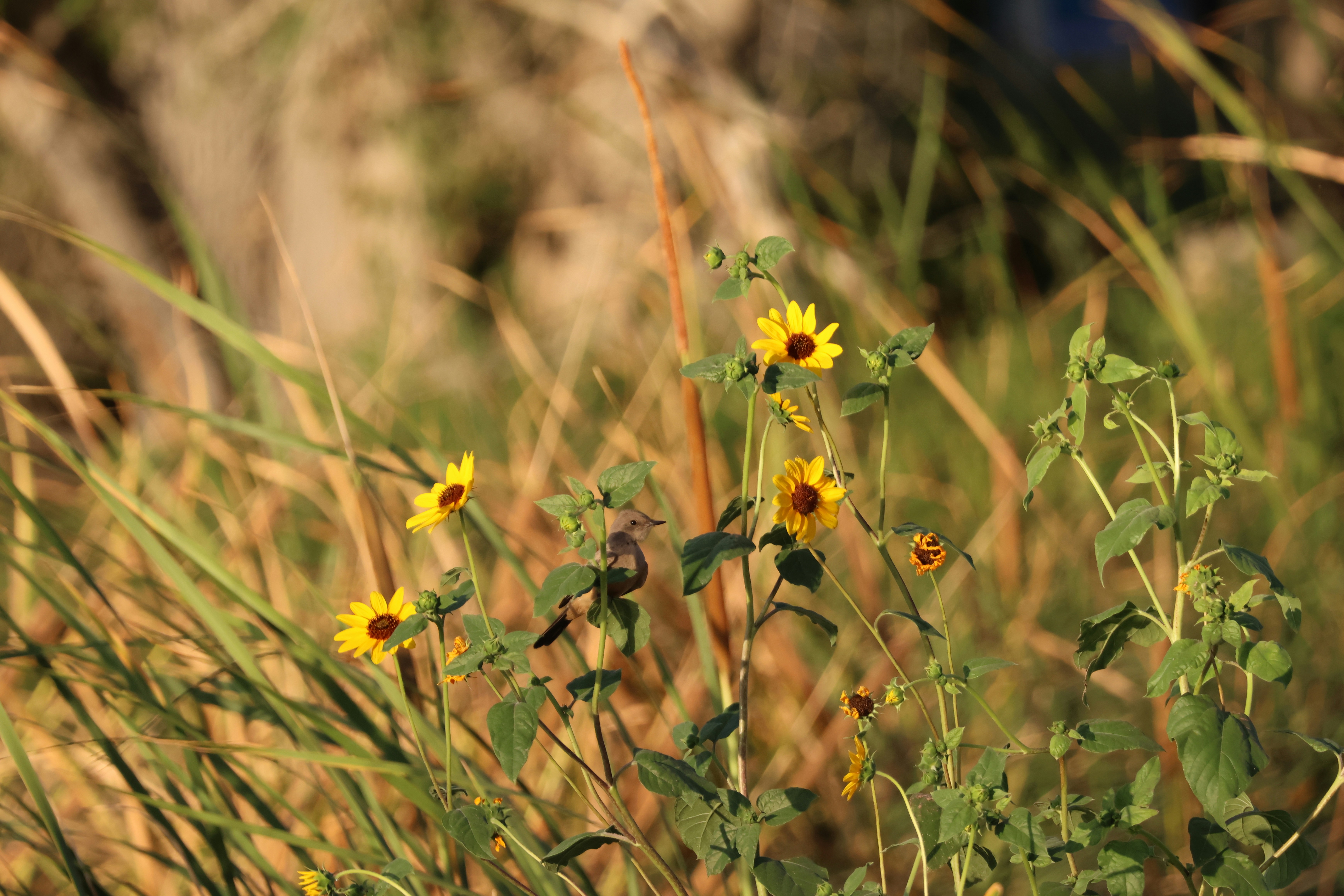 Wildflowers bloom in tall, sunlit grass