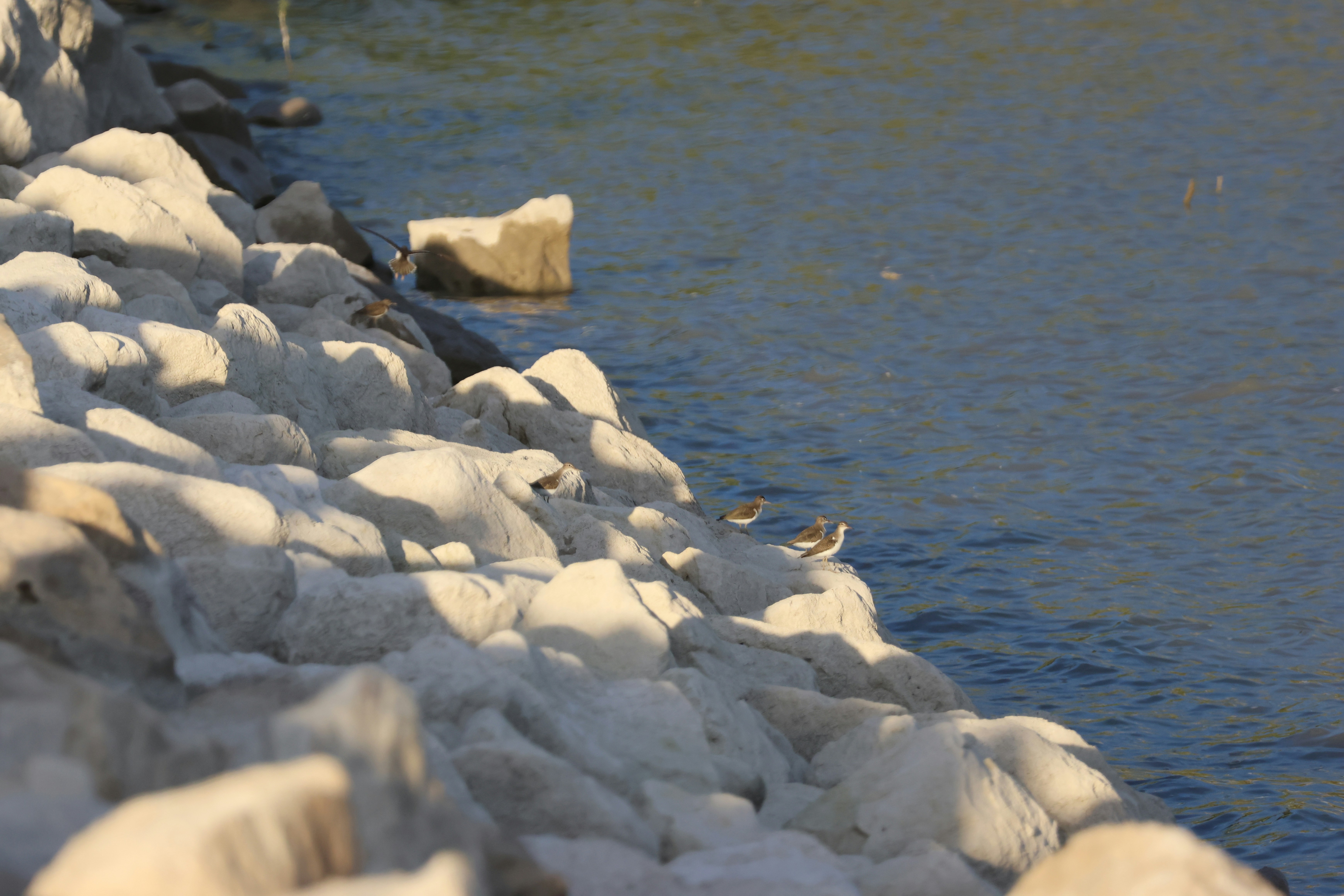 Whispers of the Shoreline