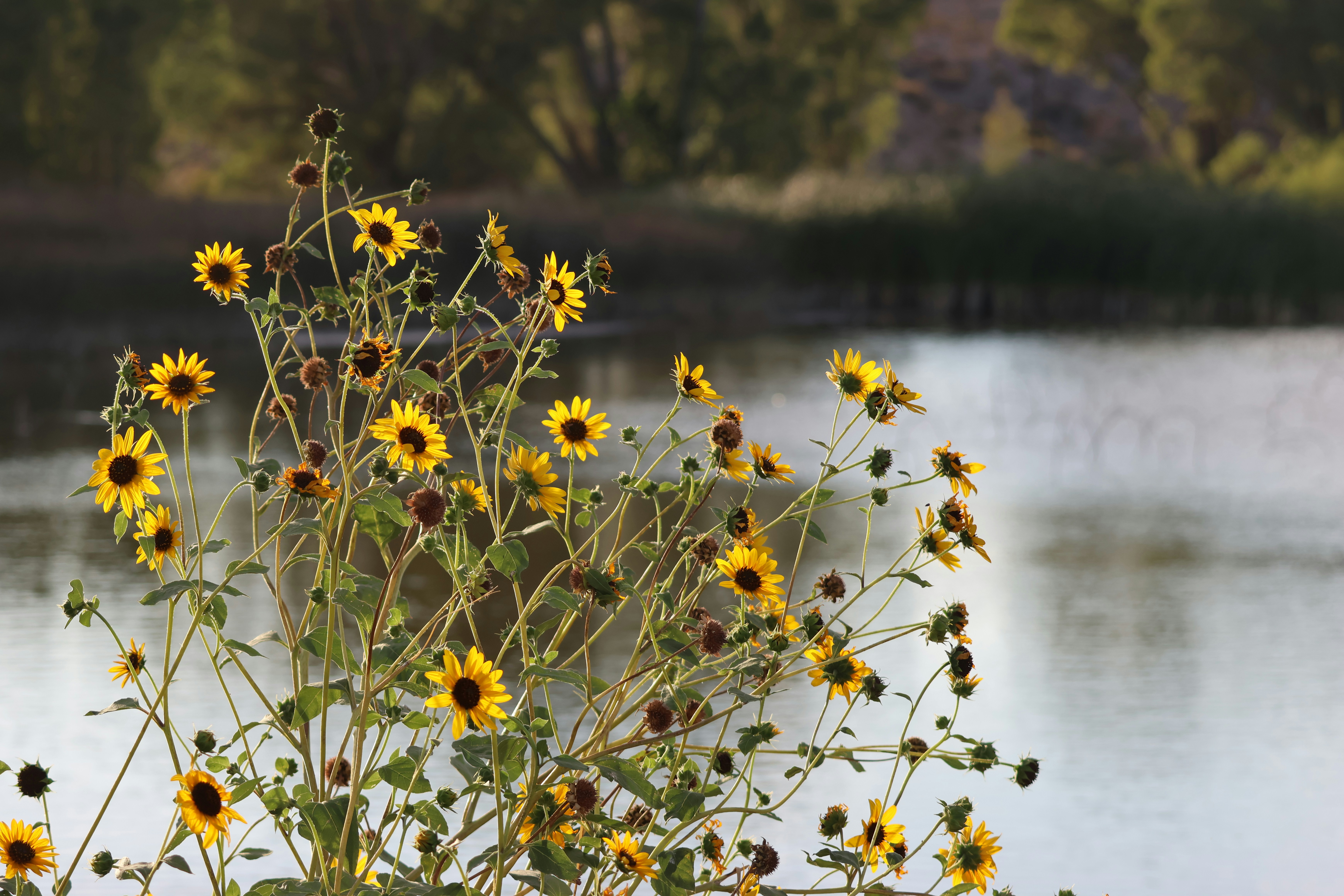 Wild sunflowers bloom beside a calm lake.
