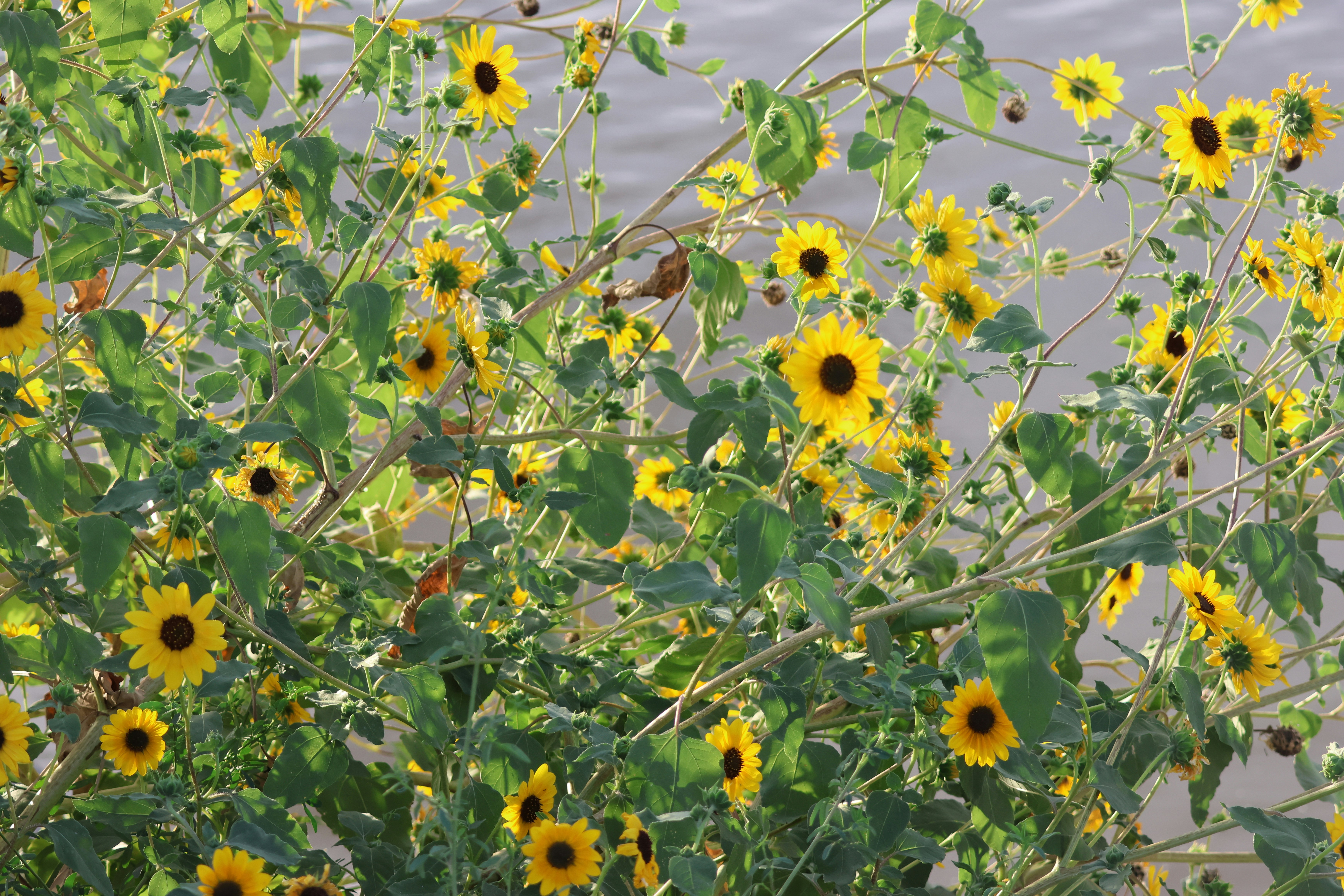 Sunlit Symphony of Sunflowers