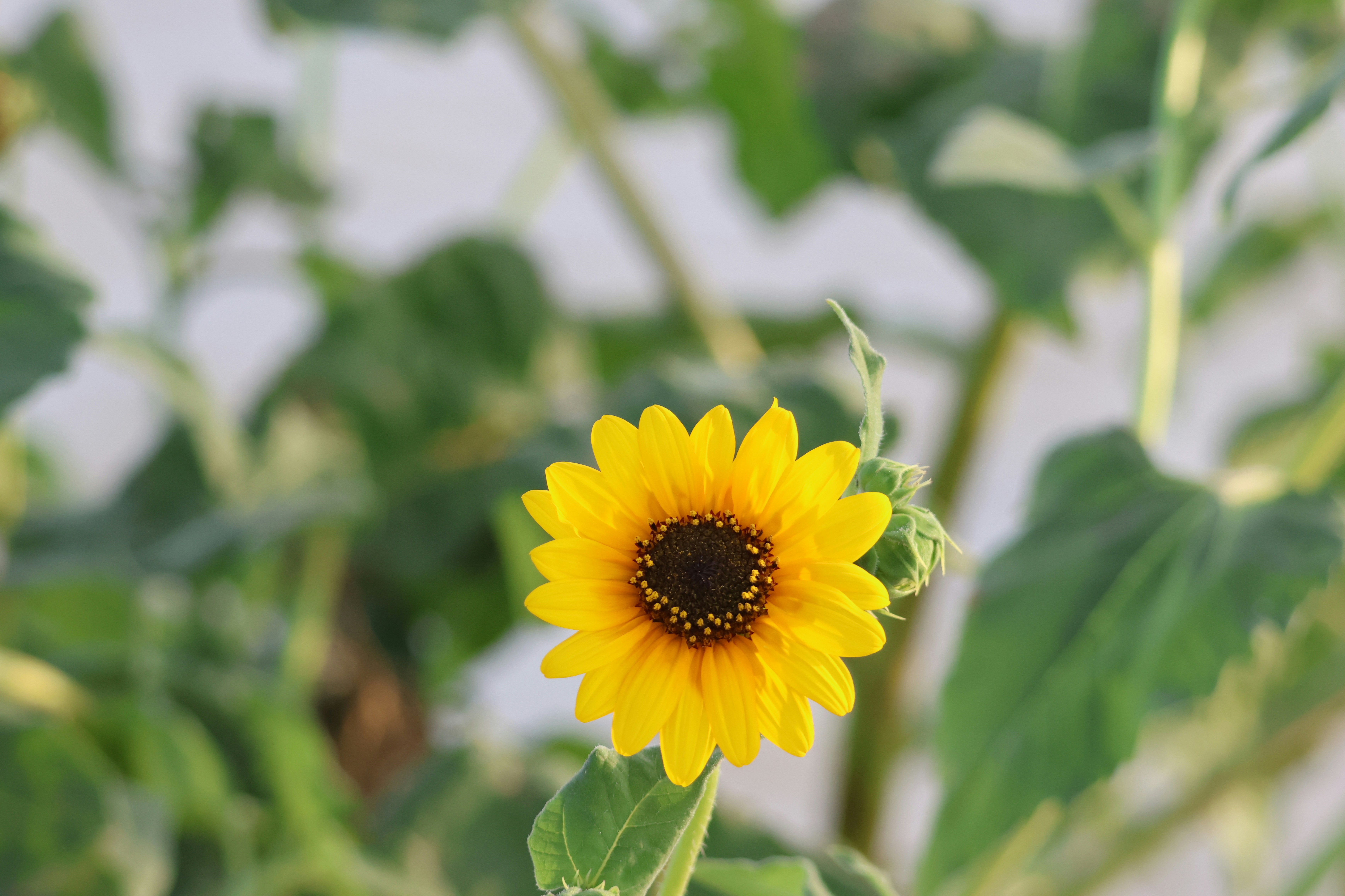 A single yellow sunflower blooms in green foliage.