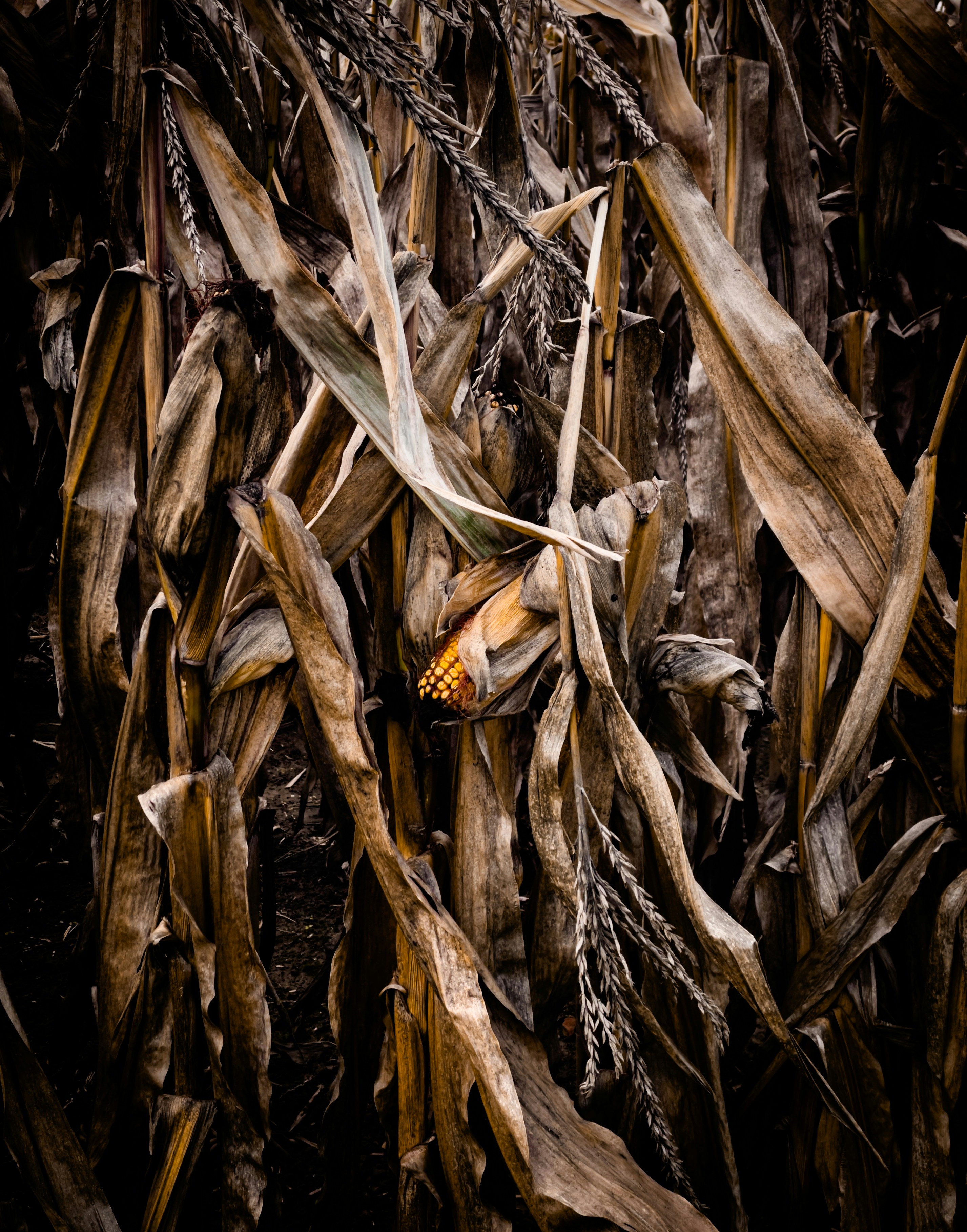 Whispers of the Harvest