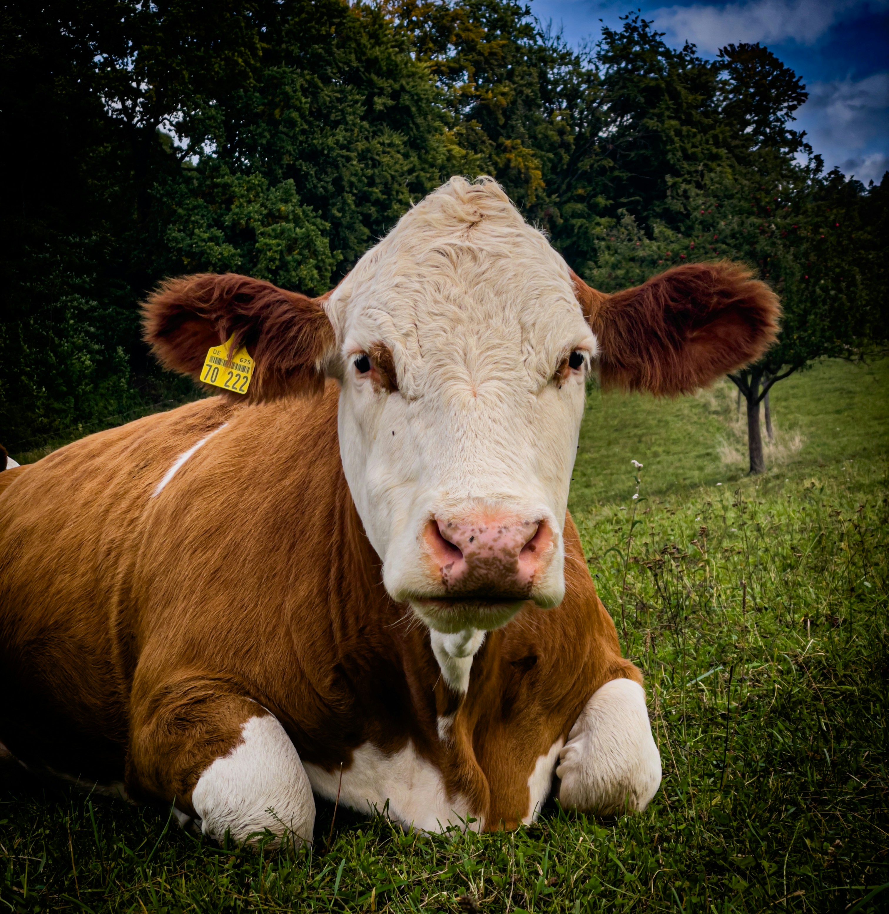 Gentle Giant of the Pasture