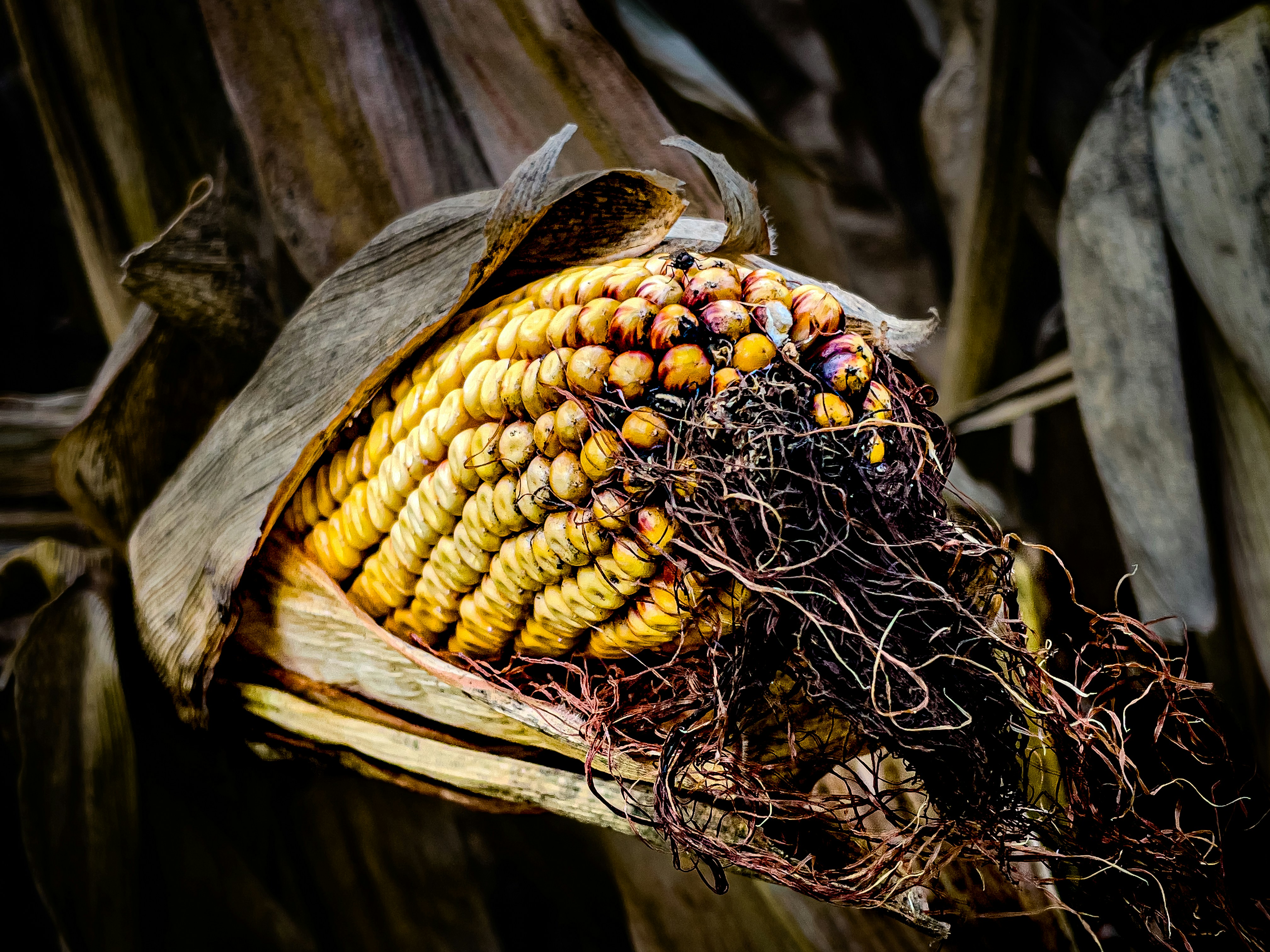 Close-up of a dried, withered corn cob.