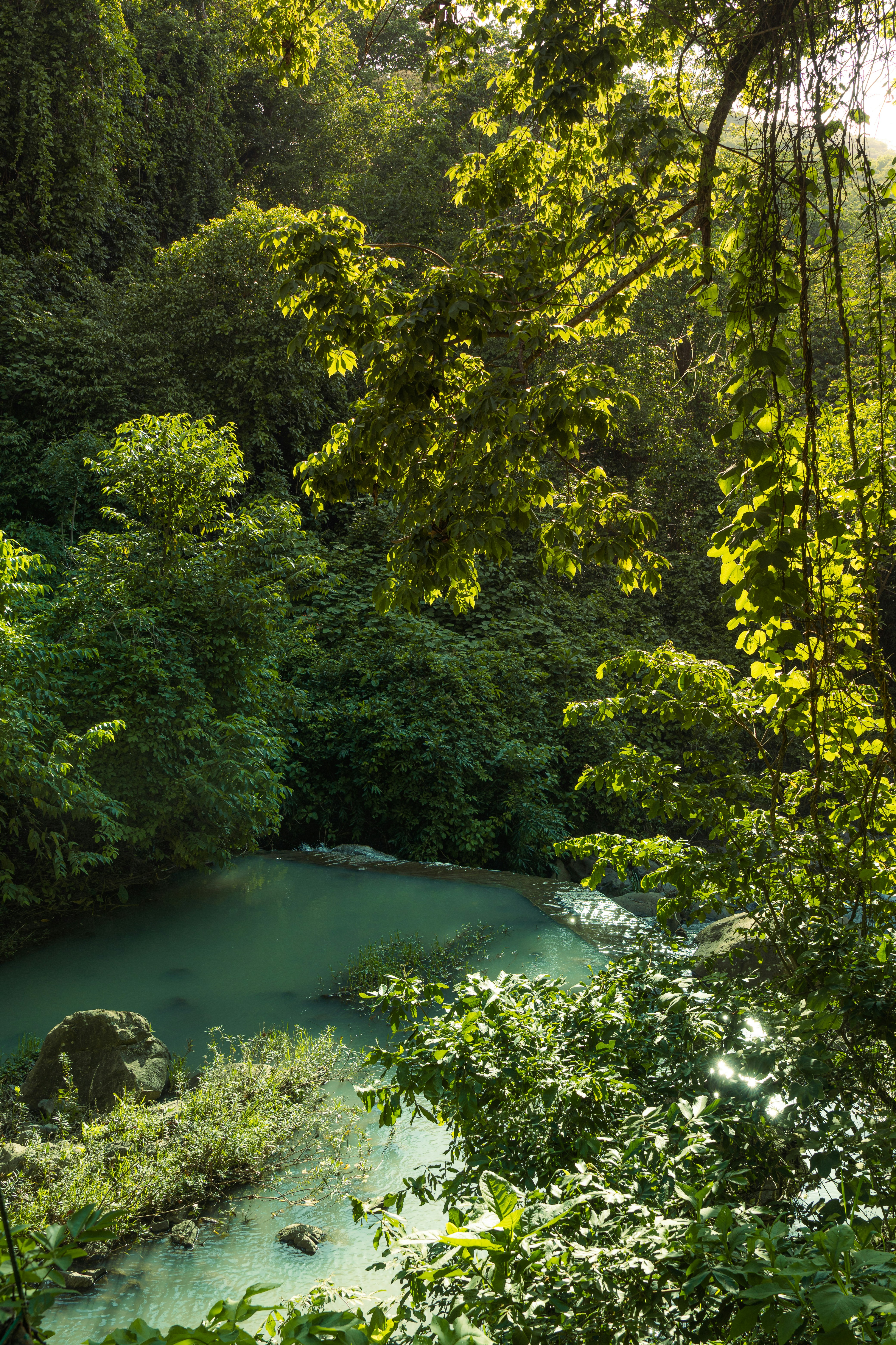 Lush green jungle with a turquoise river.