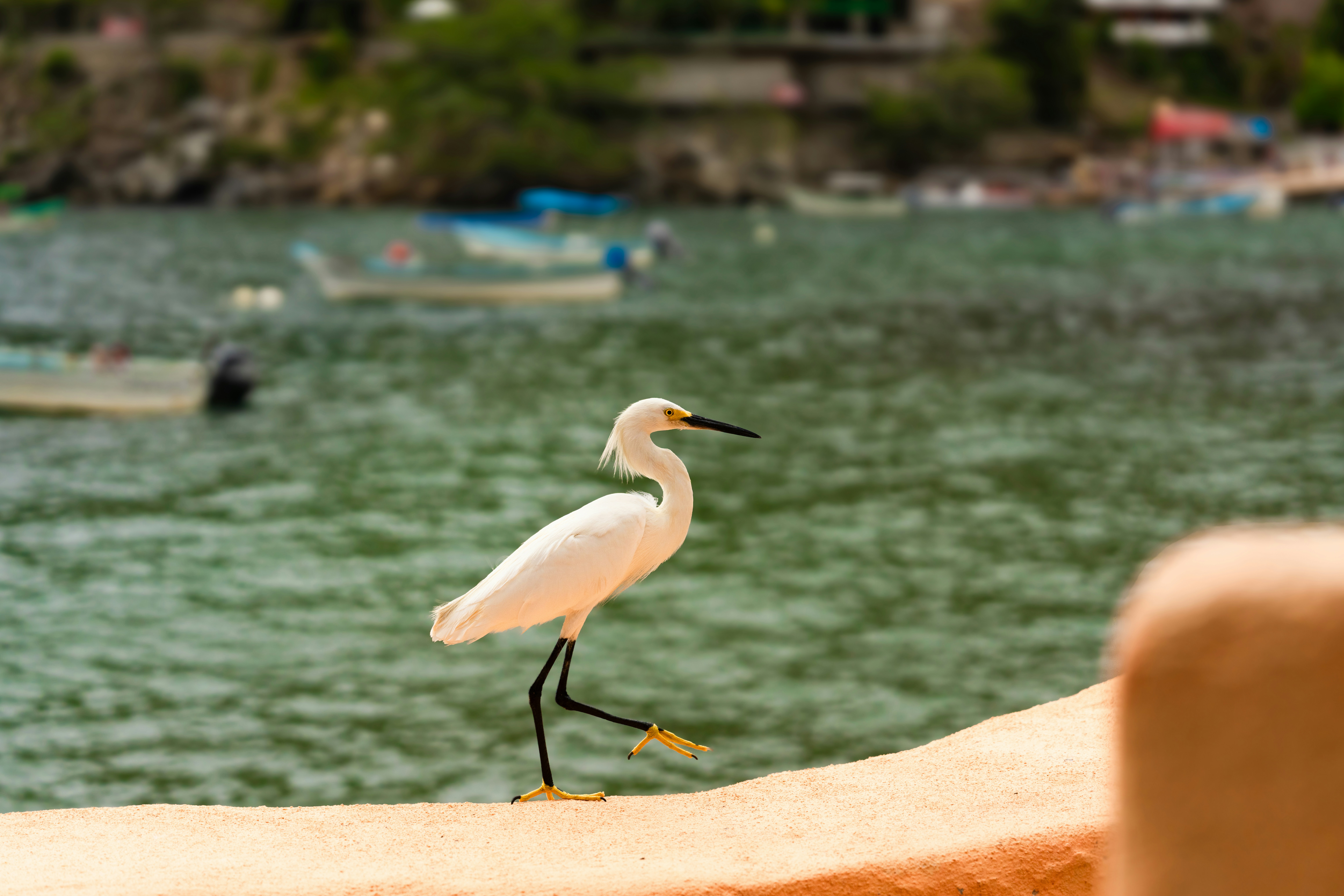 Elegance in Motion: The Graceful Walk of a Heron