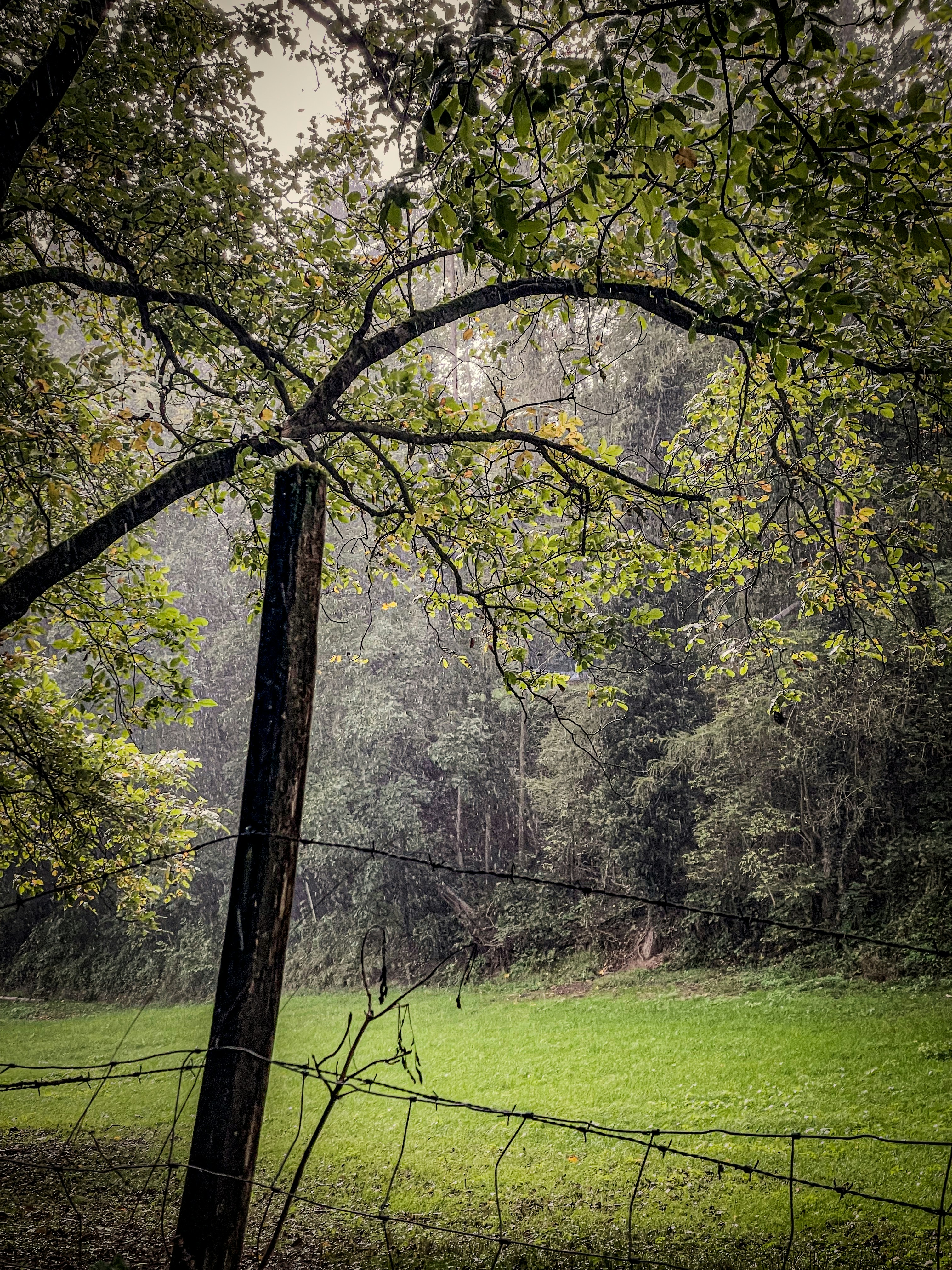 Whispers of Autumn Beneath the Canopy