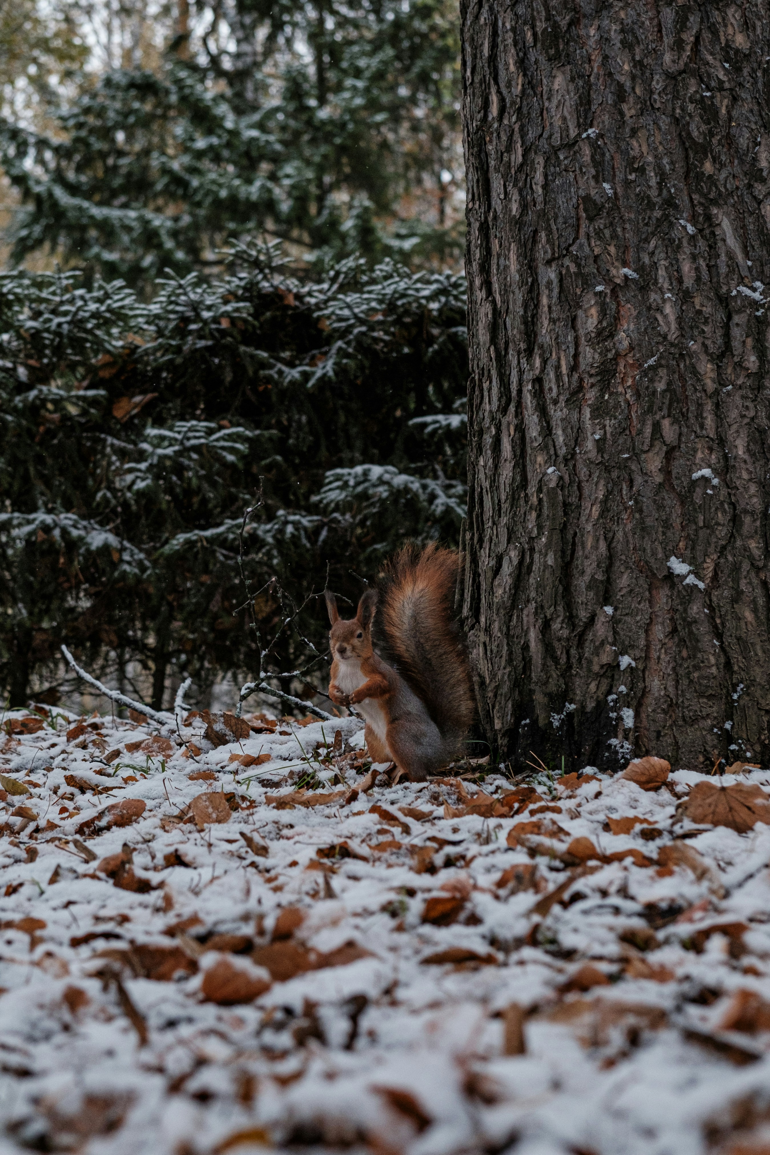 Whiskered Winter Watcher