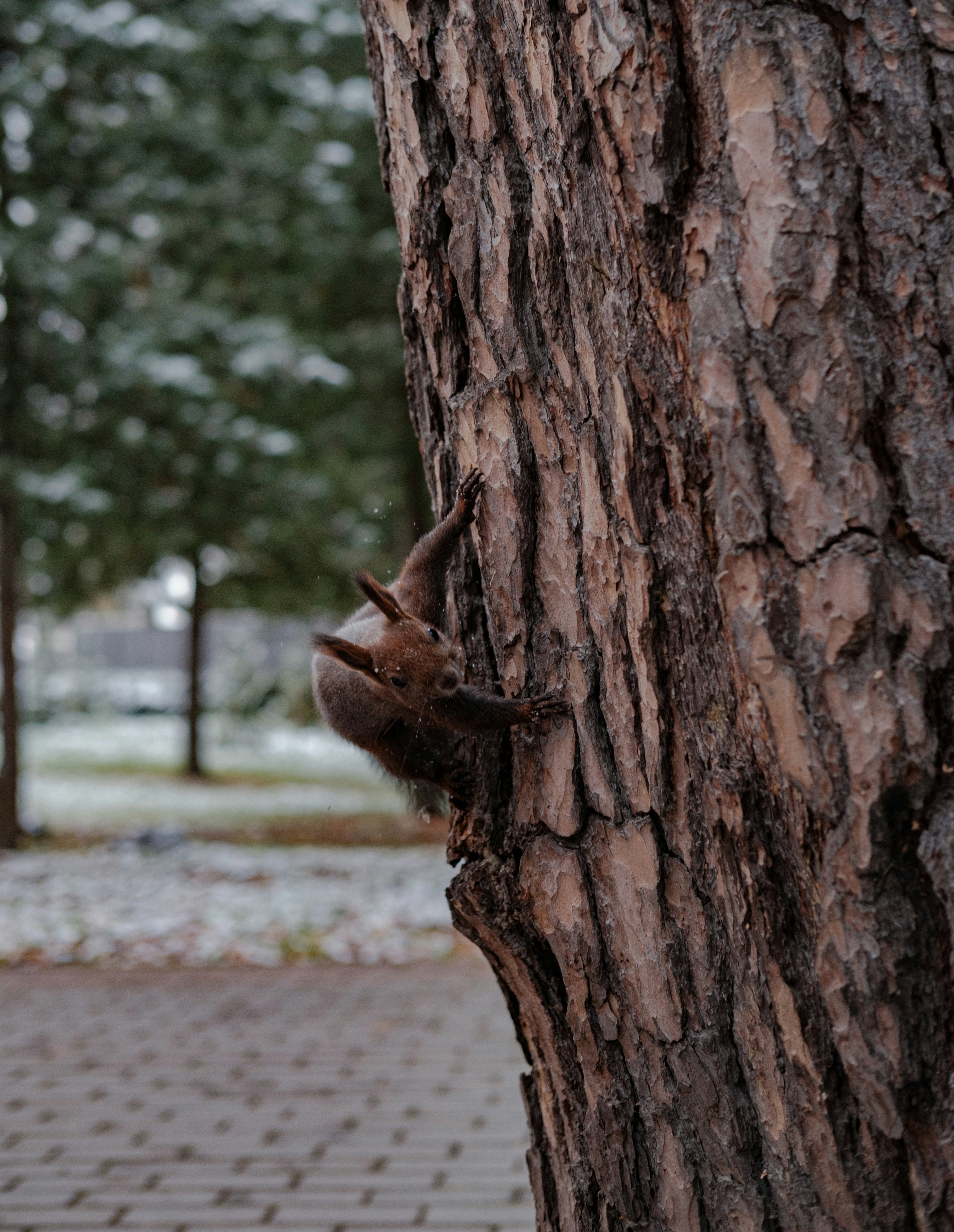 Midwinter Encounter: A Bat Clinging to Bark in a Quiet Park
