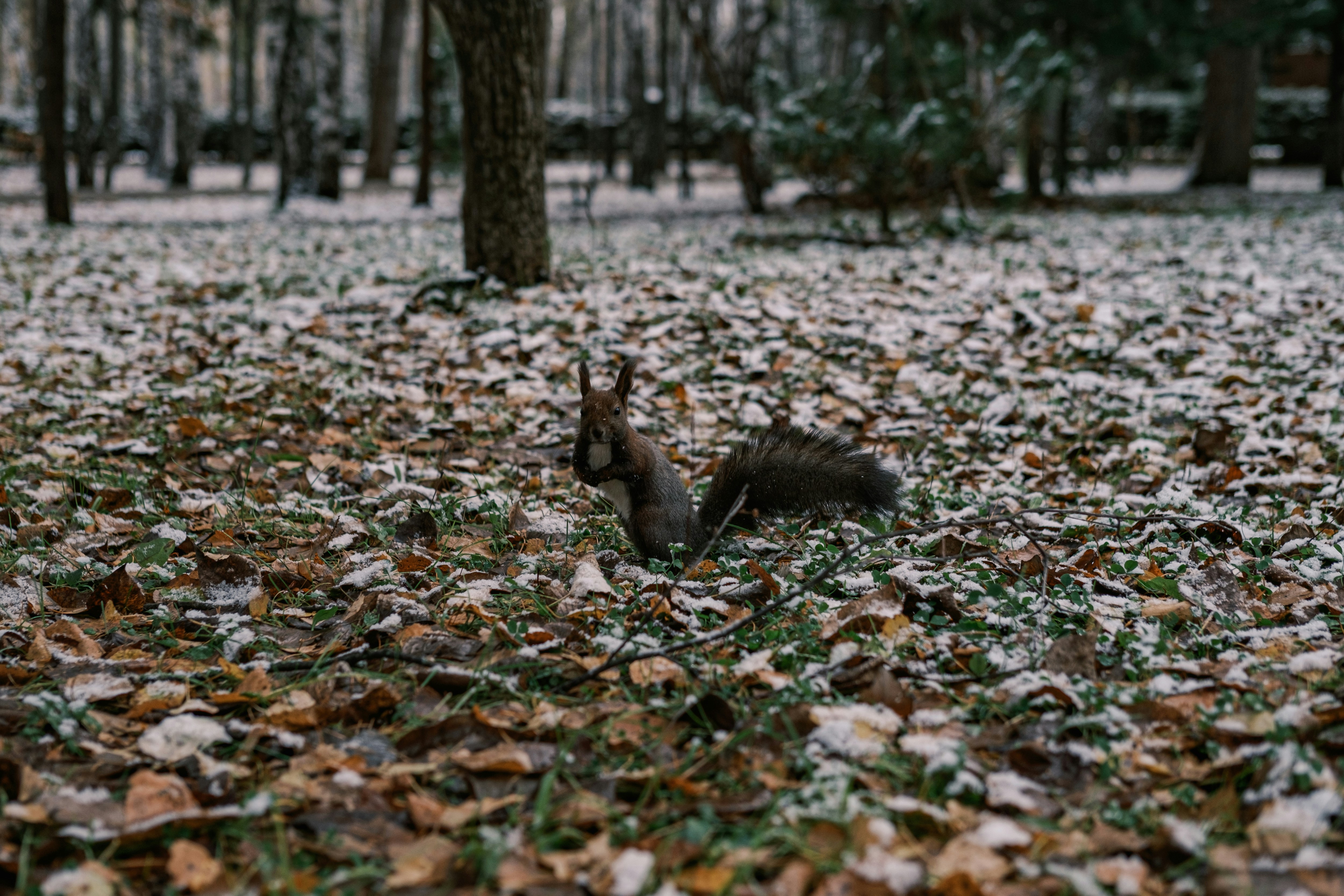 A Squirrel's Winter Retreat