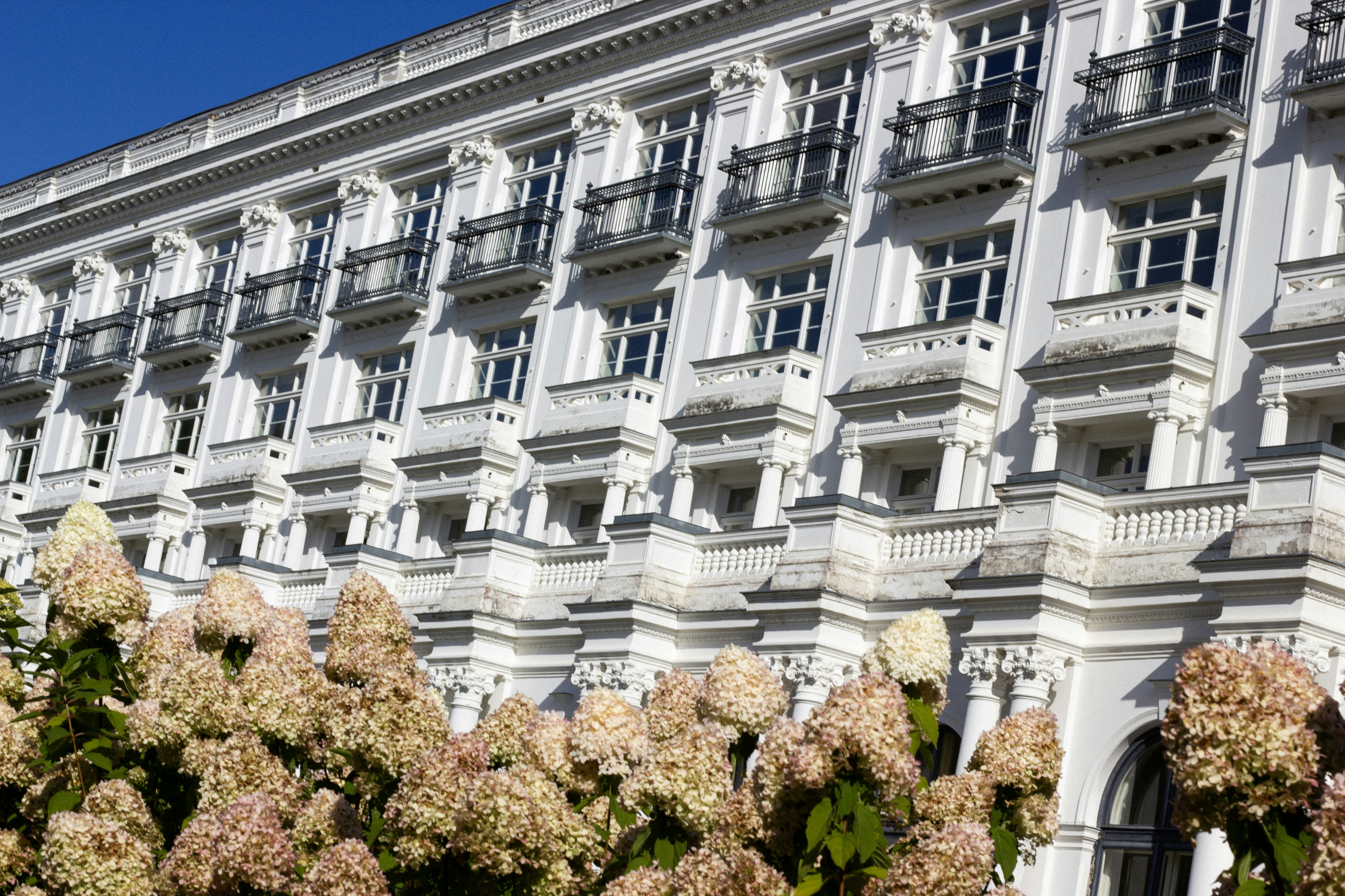 Historic building facade adorned with intricate architectural details, framed by blooming hydrangeas in the foreground.