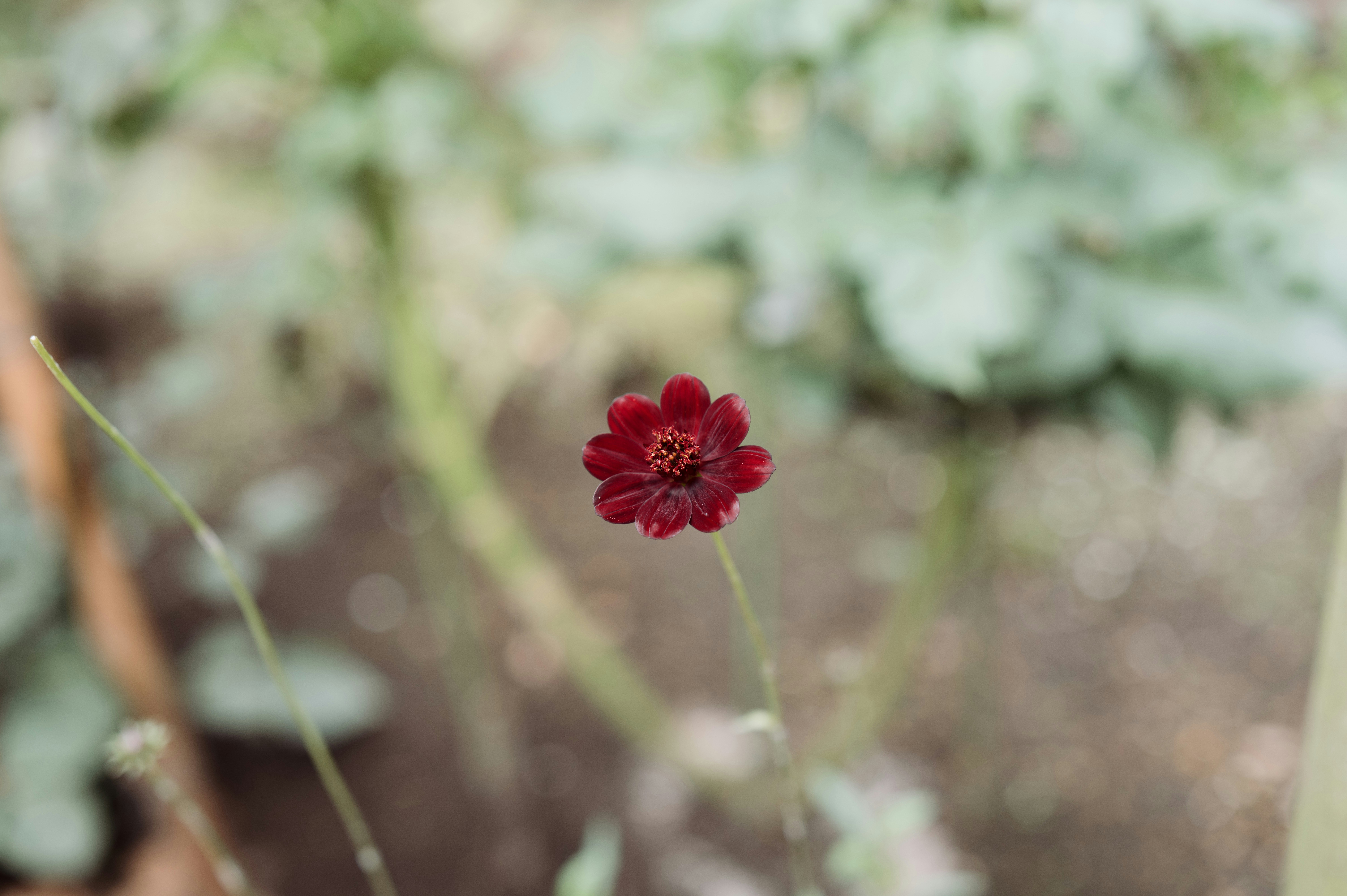 Crimson Bloom Amidst Verdant Hues