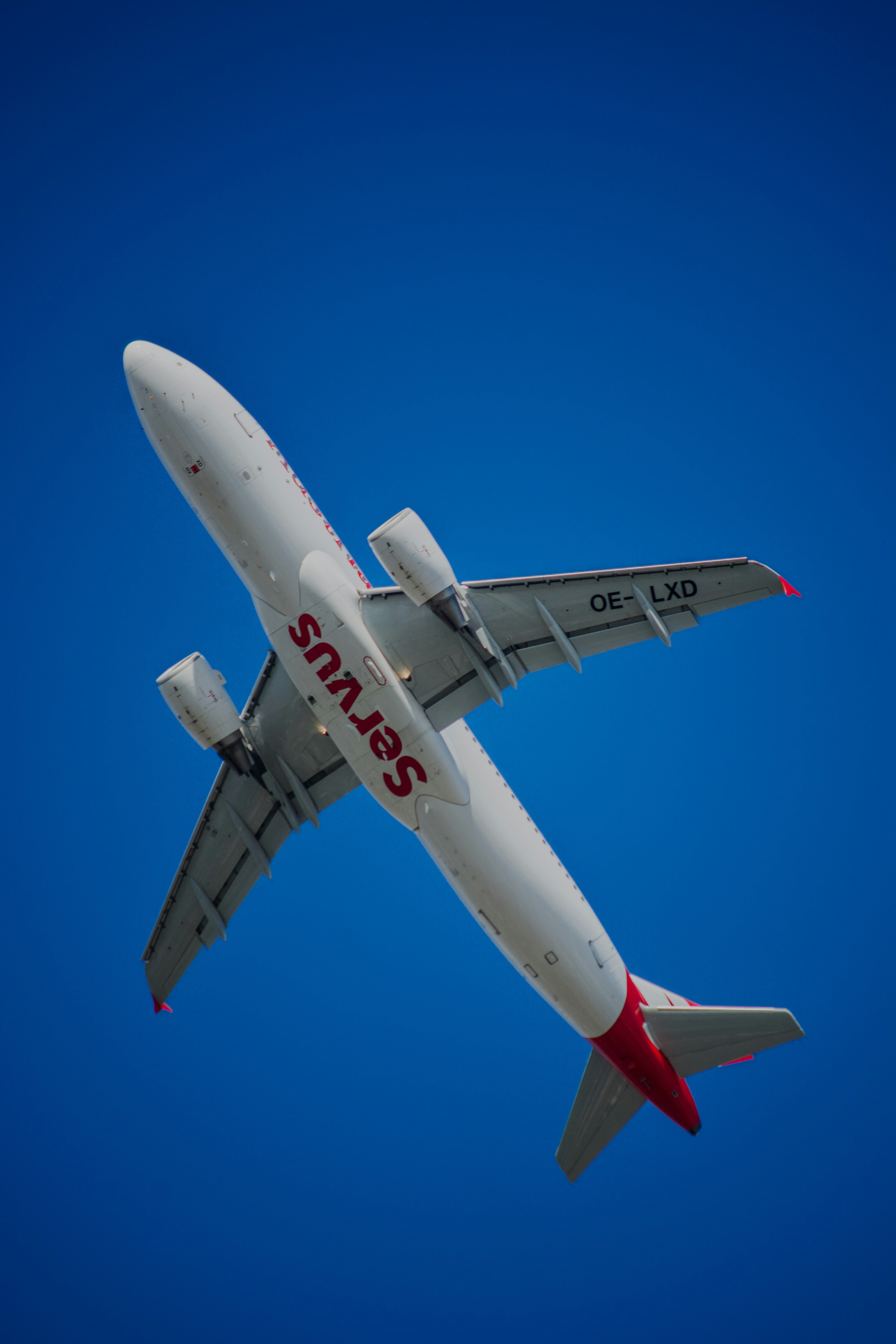 Aerial Elegance: The Art of Flight