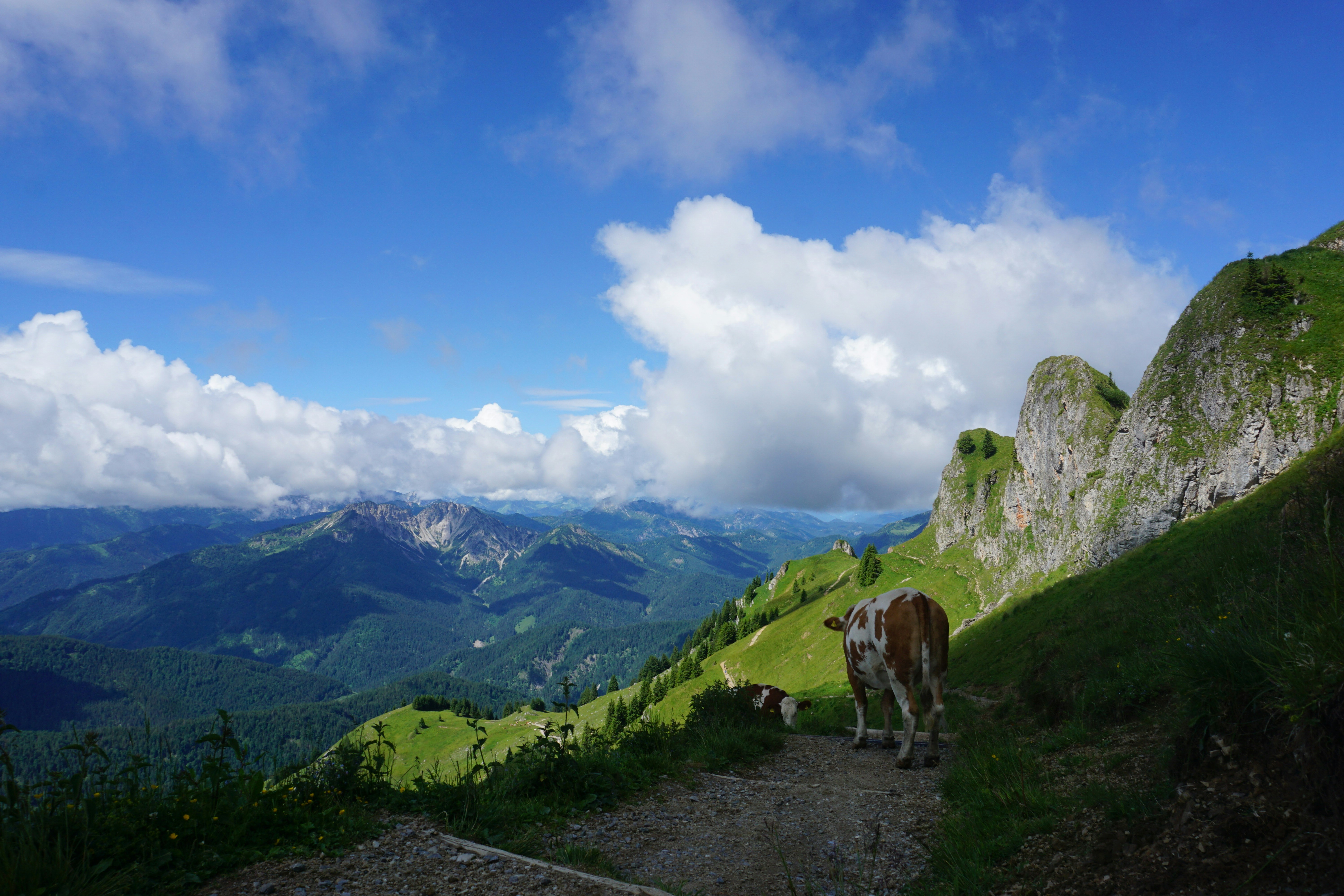 A cow walks on a path in the mountains.