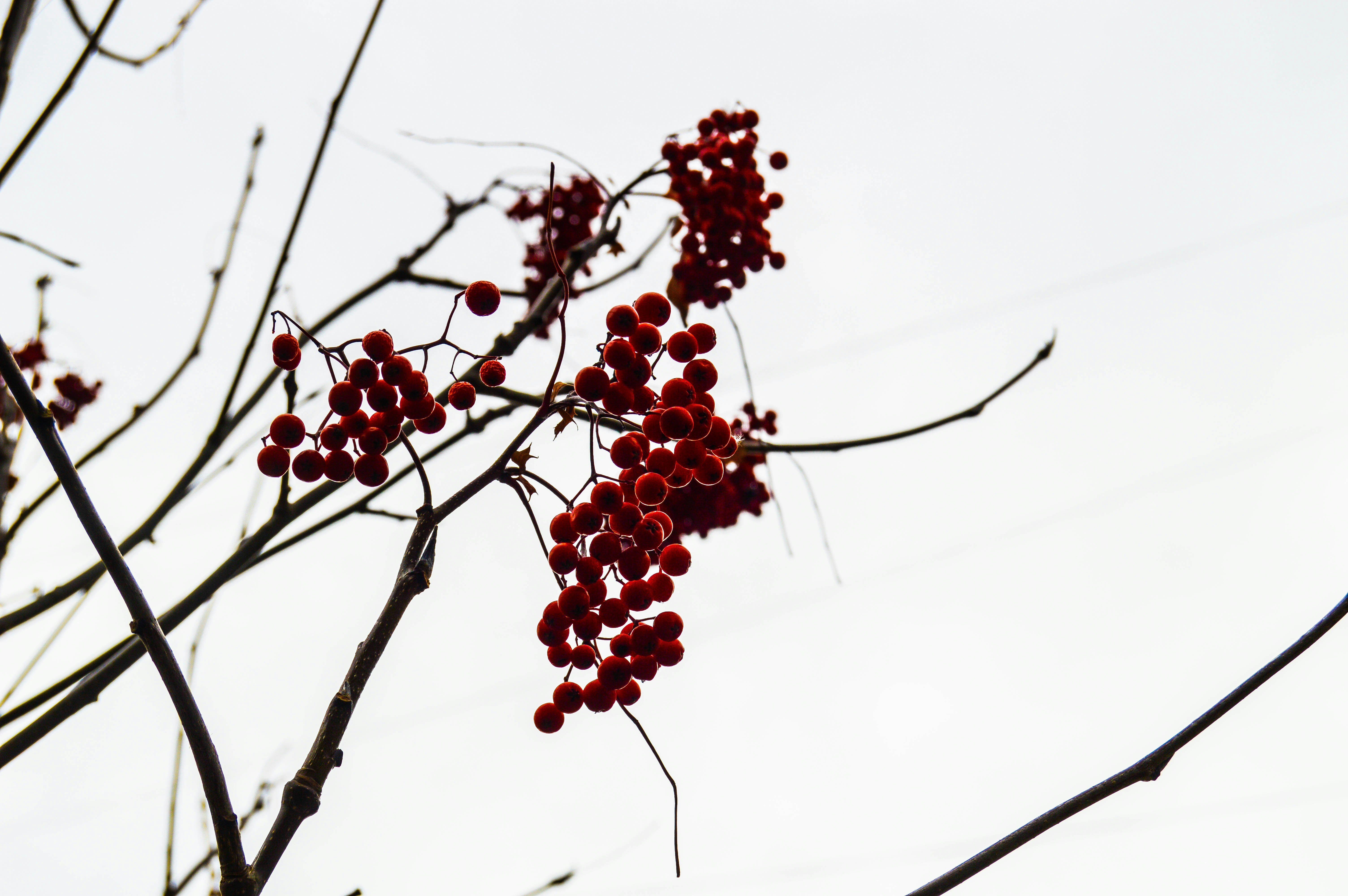 Crimson Clusters Against a Pale Sky