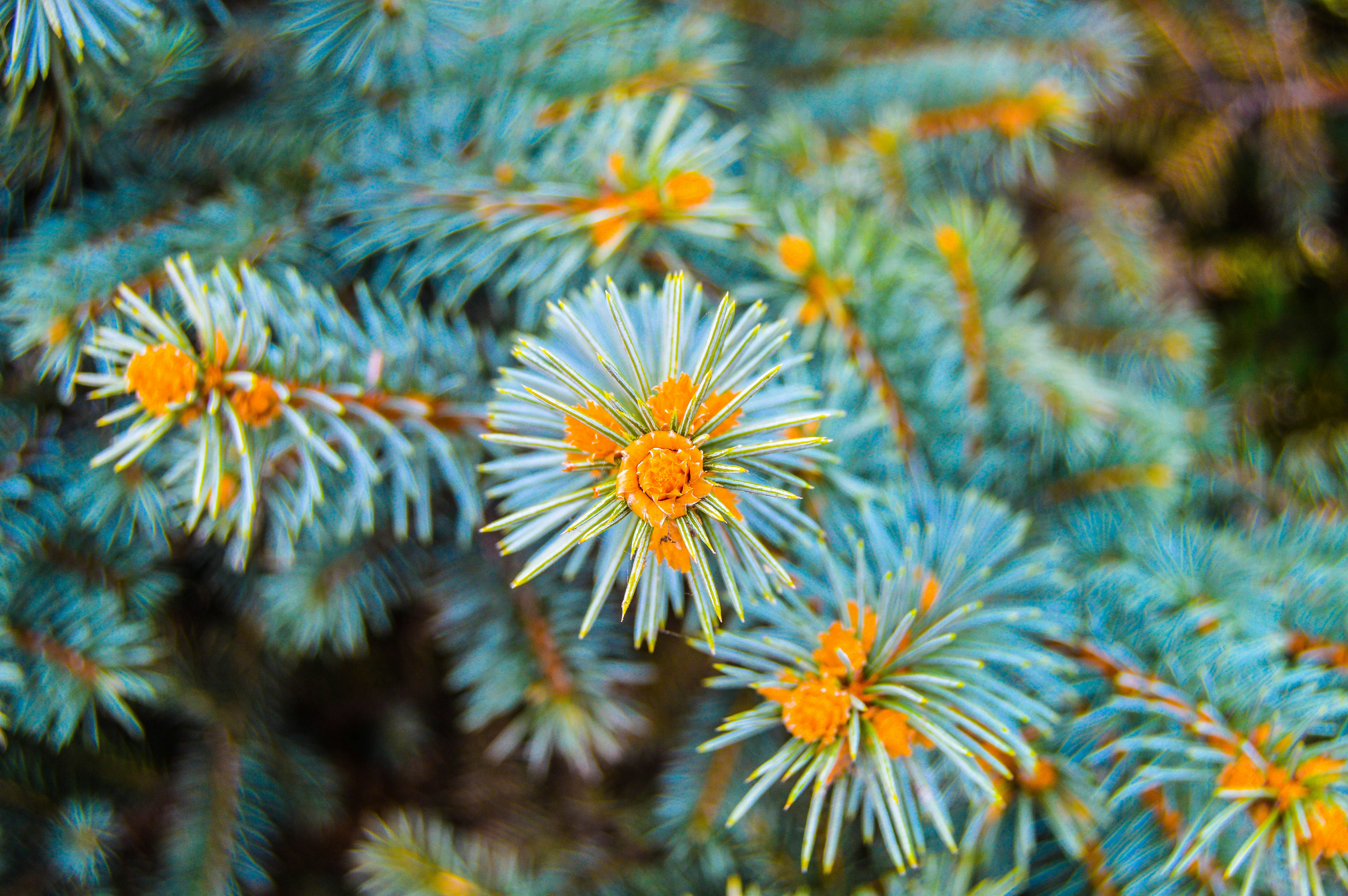 Close-up of blue spruce tree needles with new growth. photo – Free ...