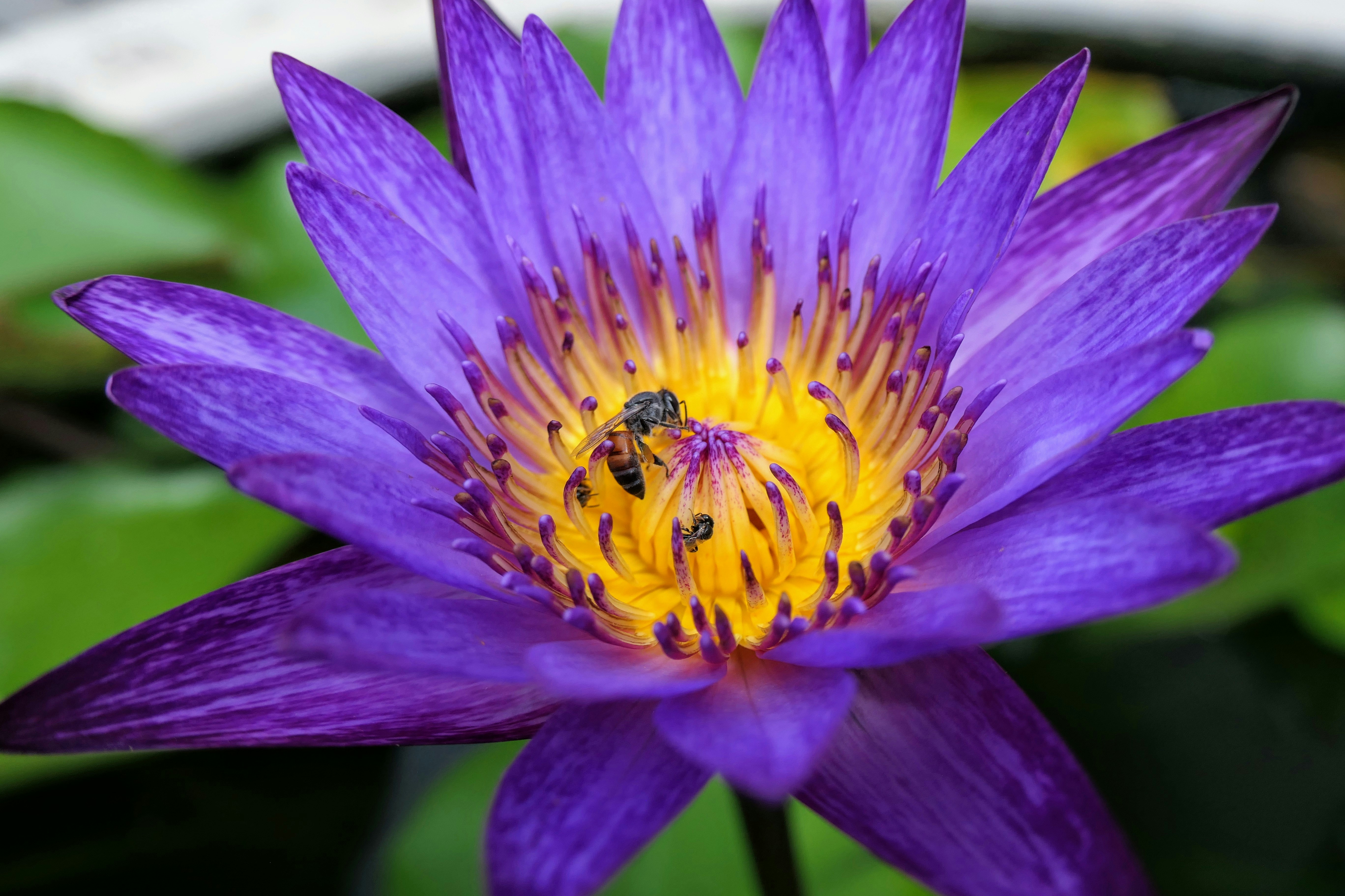 A bee pollinates a vibrant purple water lily.